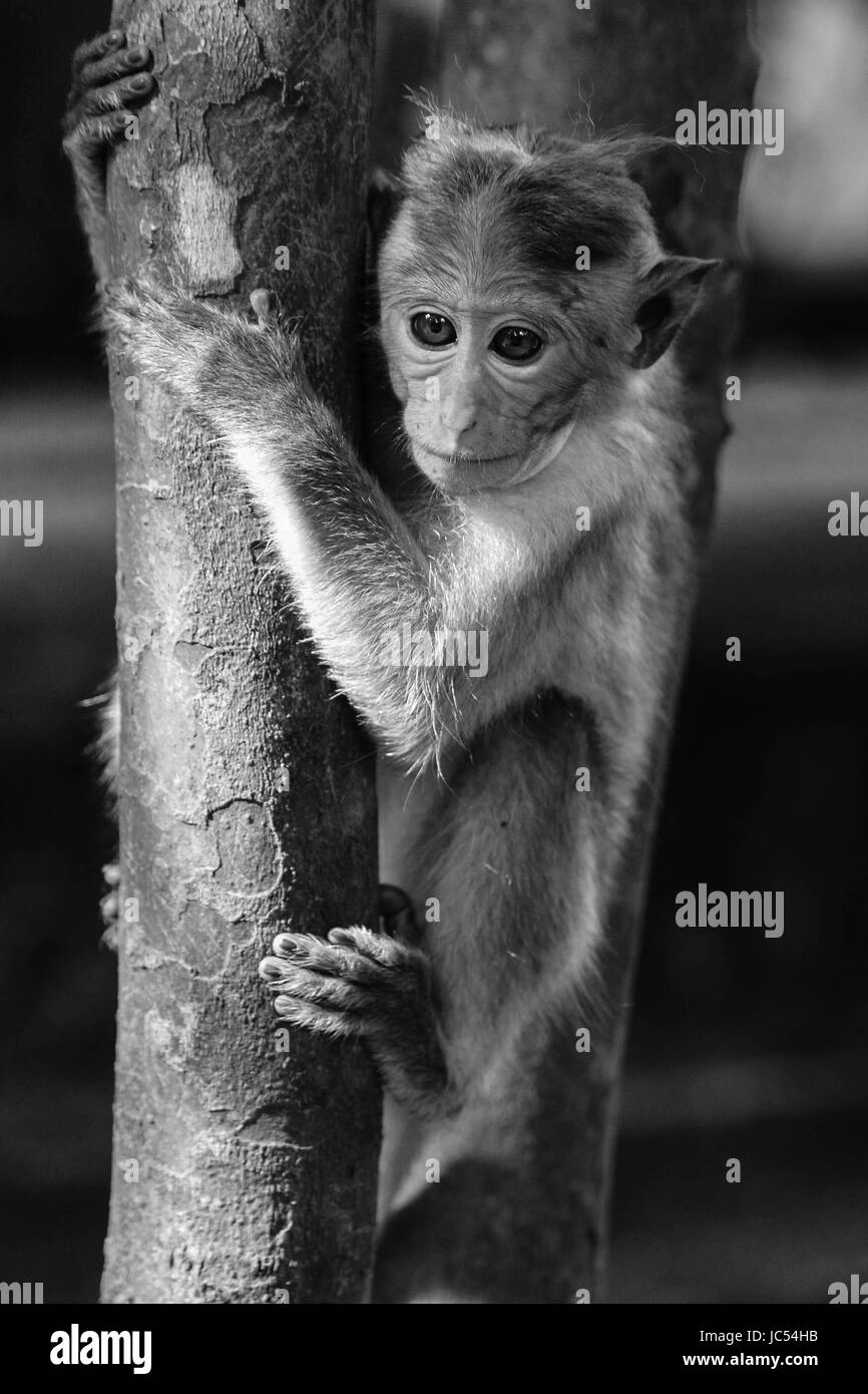 Young black white monkey Black and White Stock Photos & Images - Alamy