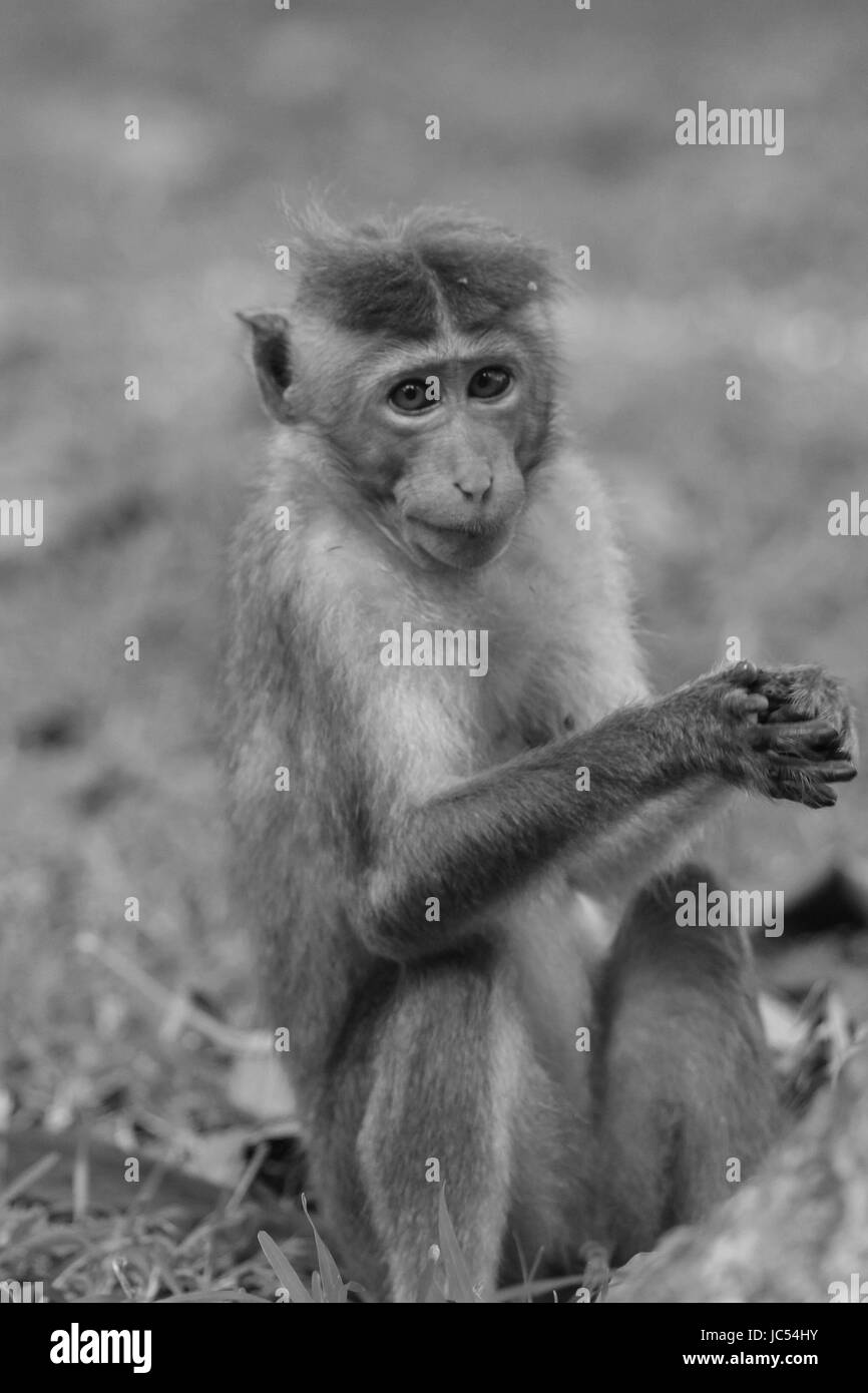 Young black white monkey Black and White Stock Photos & Images - Alamy