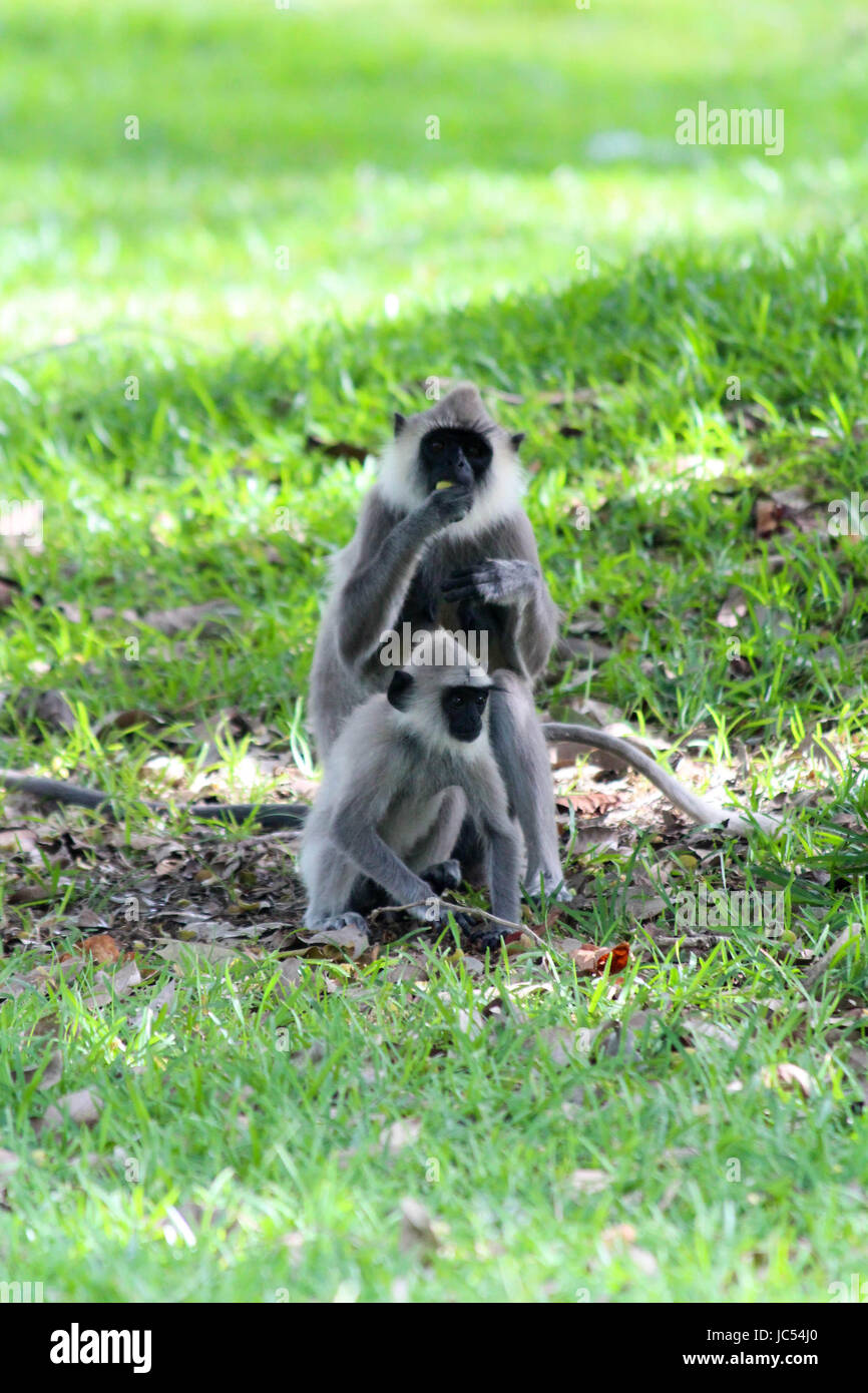 Wild gray Langur monkeys playing baby and adult Stock Photo - Alamy
