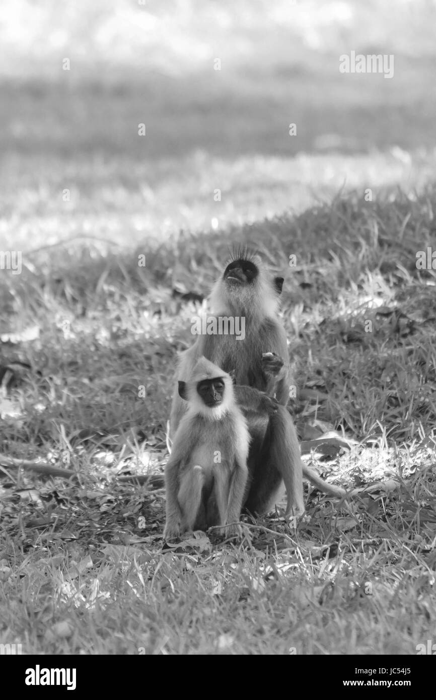 Monkey india group Black and White Stock Photos & Images - Alamy