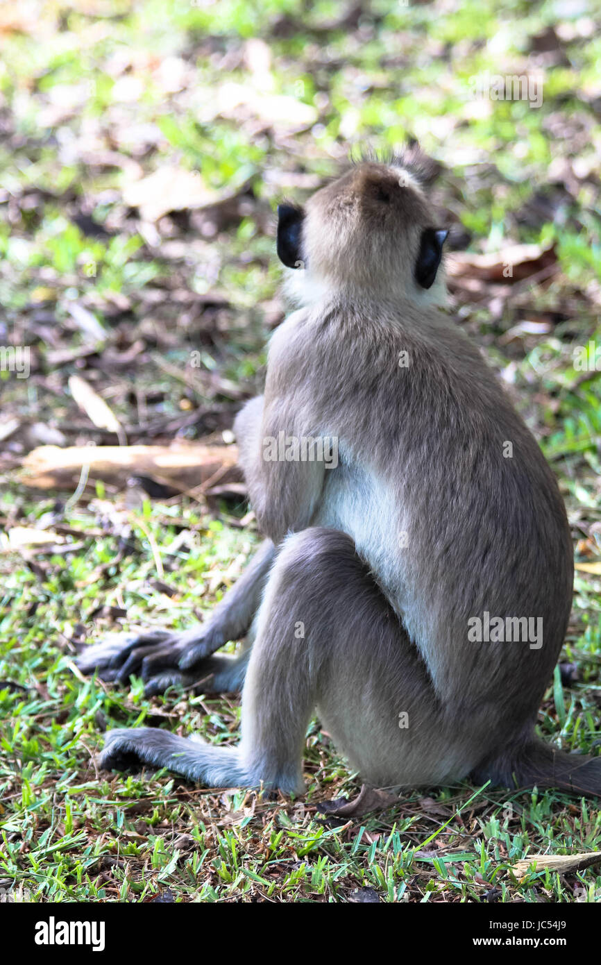 Wild gray Langur monkeys playing baby and adult Stock Photo - Alamy