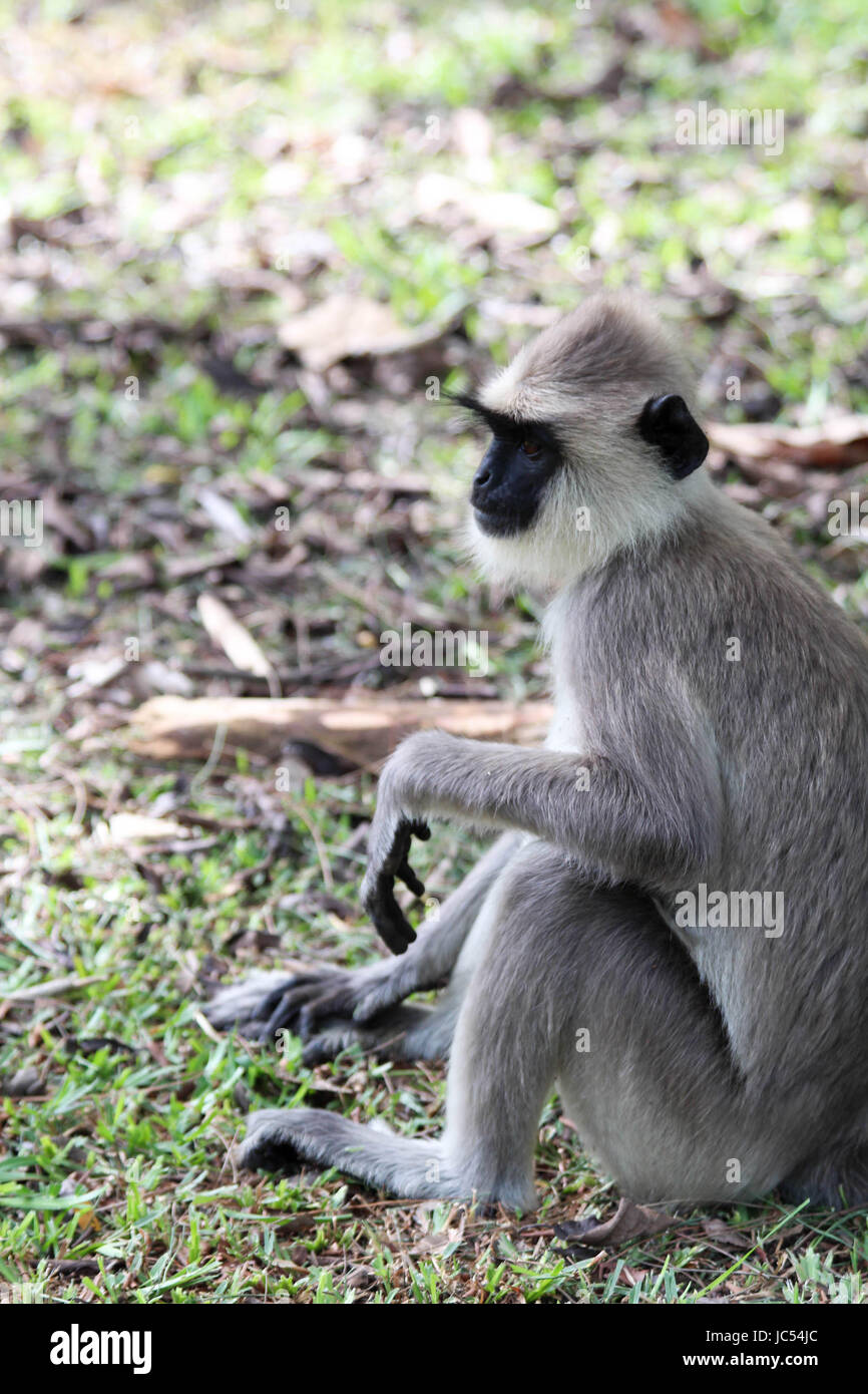 Wild gray Langur monkeys playing baby and adult Stock Photo - Alamy