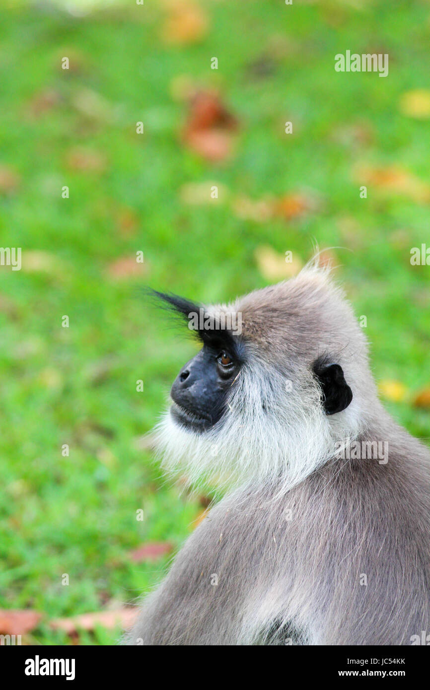 Wild gray Langur monkeys playing baby and adult Stock Photo - Alamy