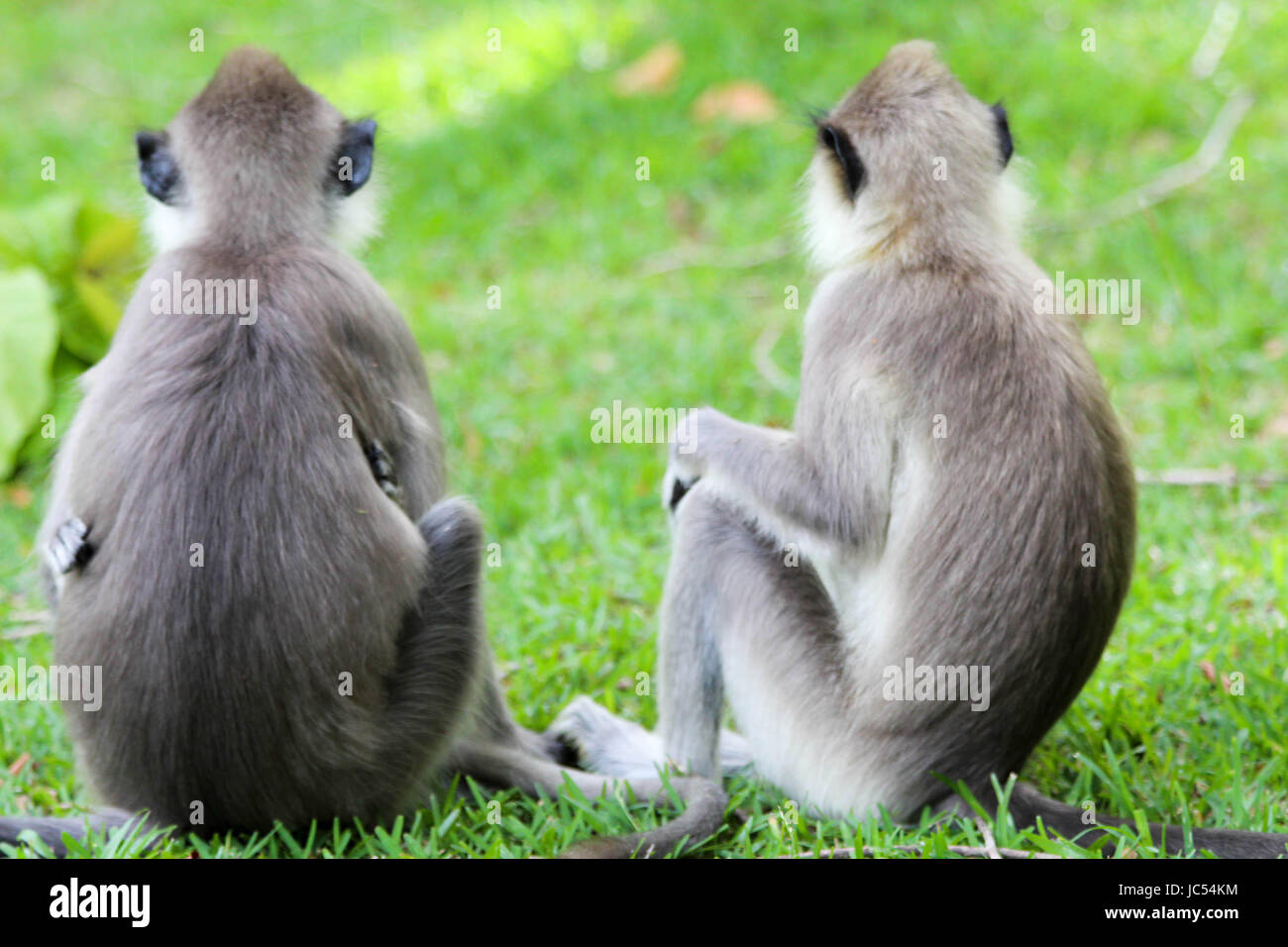 Wild gray Langur monkeys playing baby and adult Stock Photo - Alamy
