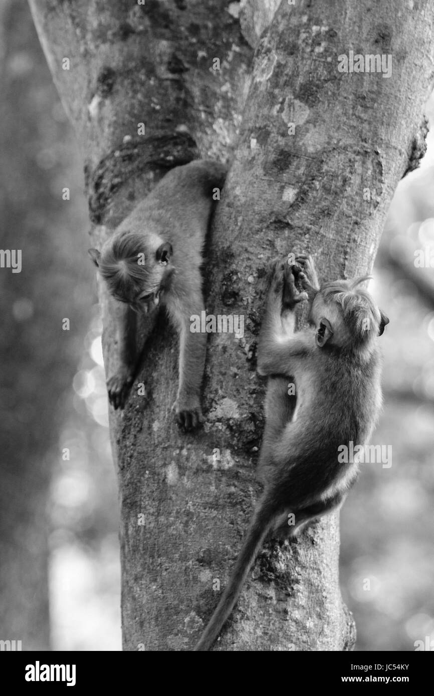 Monkey rhesus Black and White Stock Photos & Images - Alamy