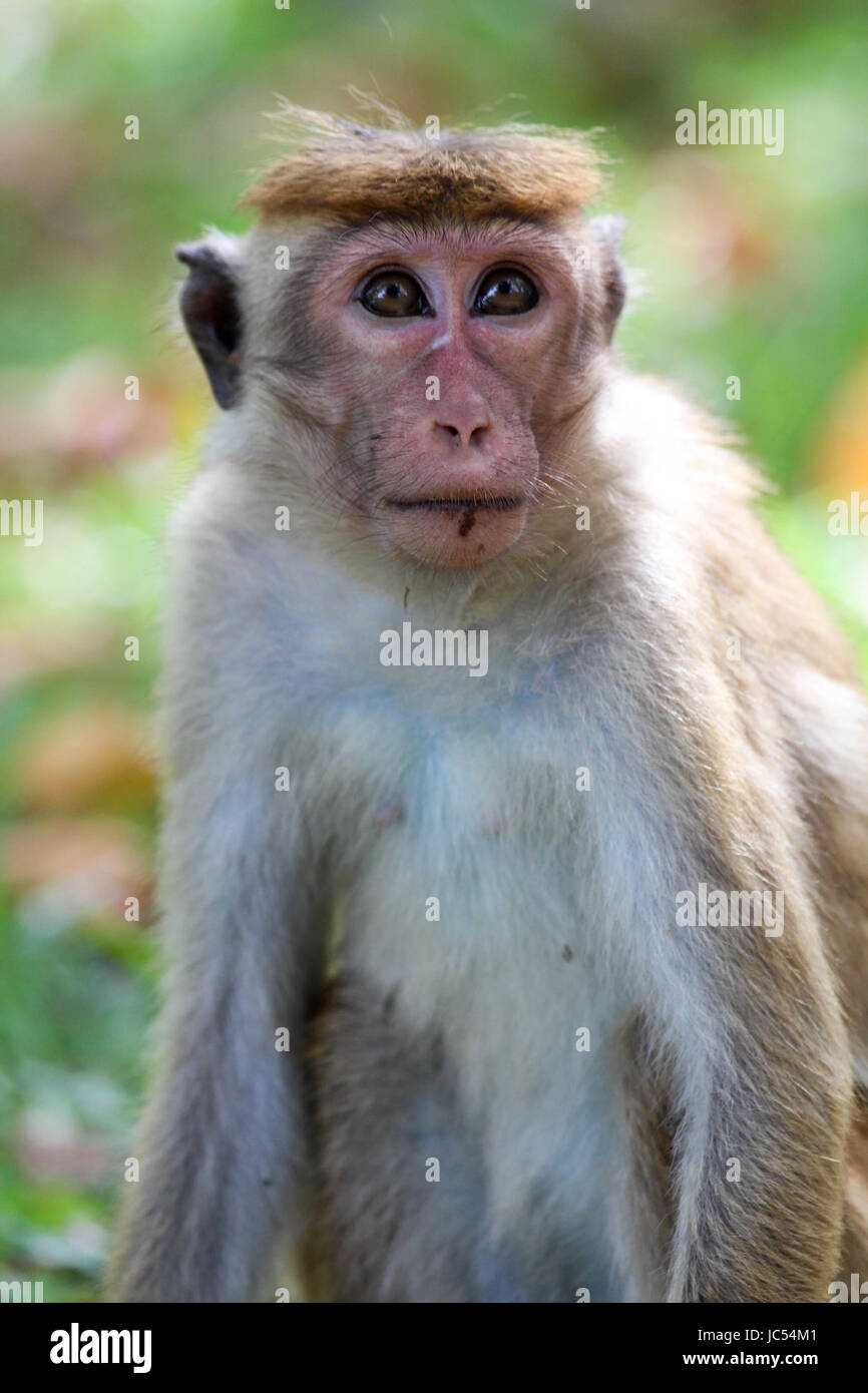 Macaque funny face hi-res stock photography and images - Alamy