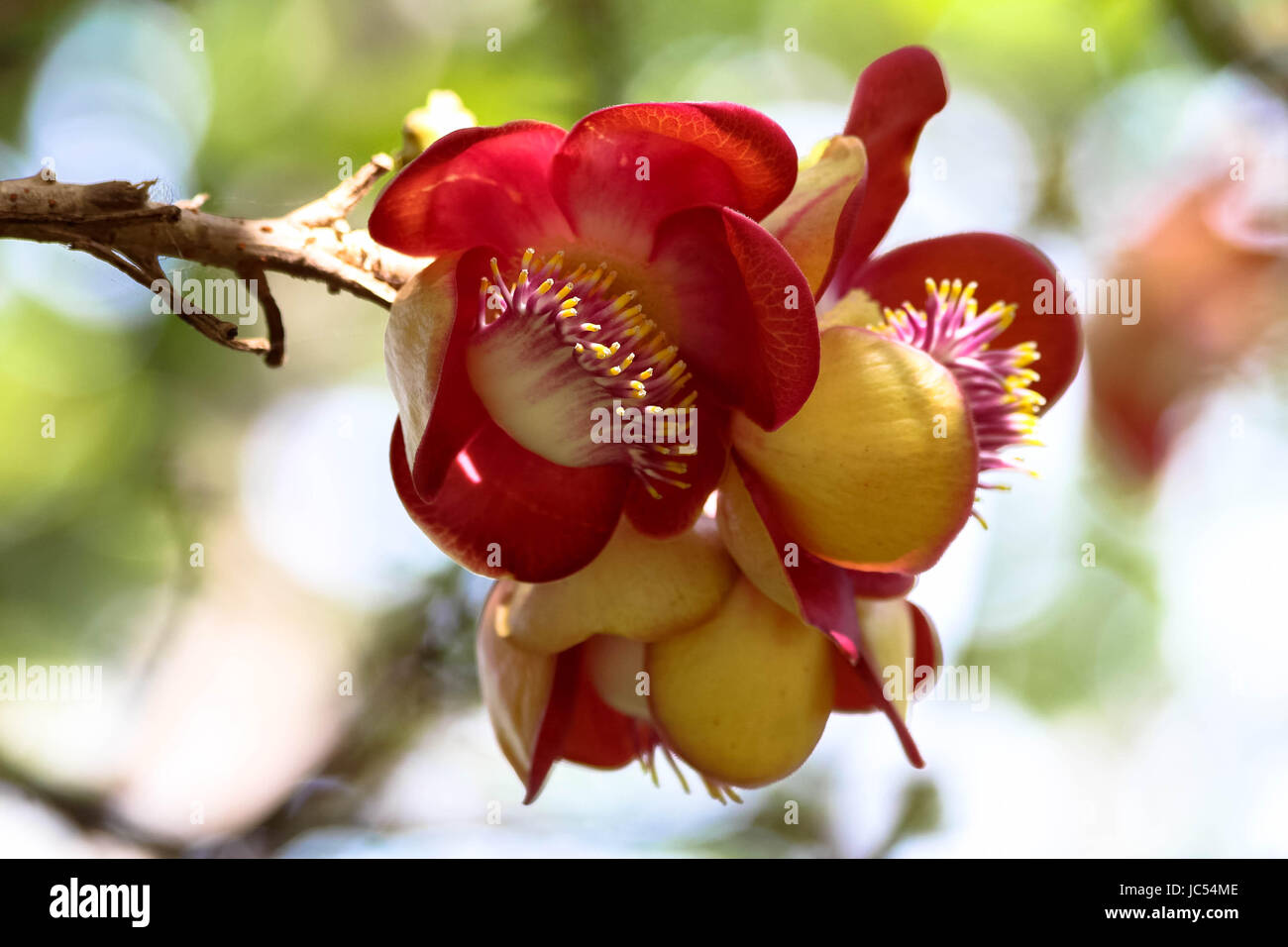 Cannonball tree in park hi-res stock photography and images - Alamy
