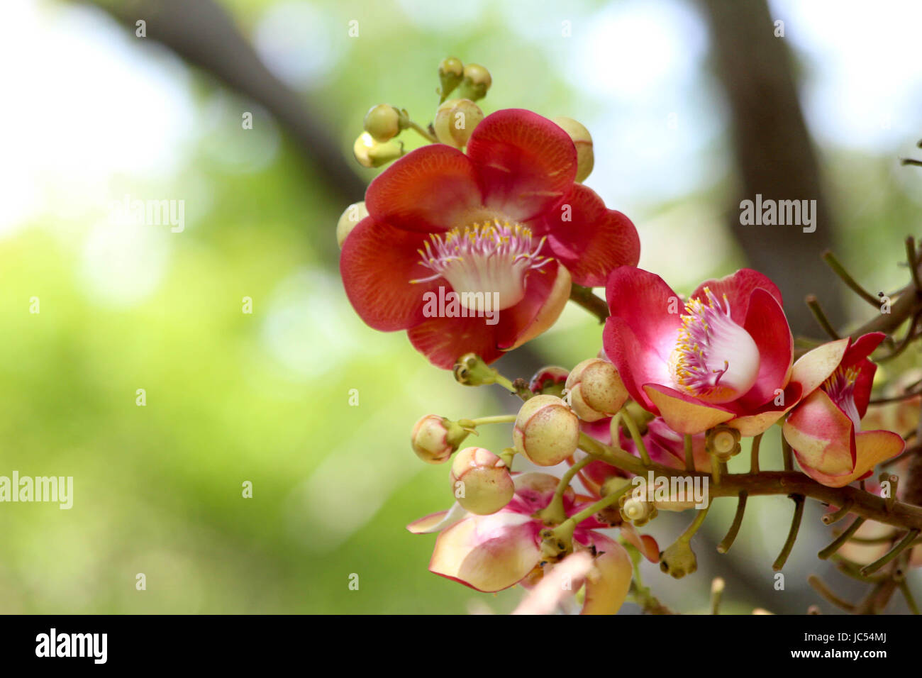 Cannonball flower in full bloom Stock Photo - Alamy