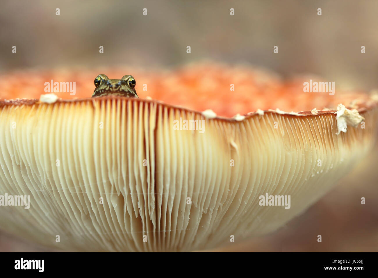 Toadstool frog hi-res stock photography and images - Alamy