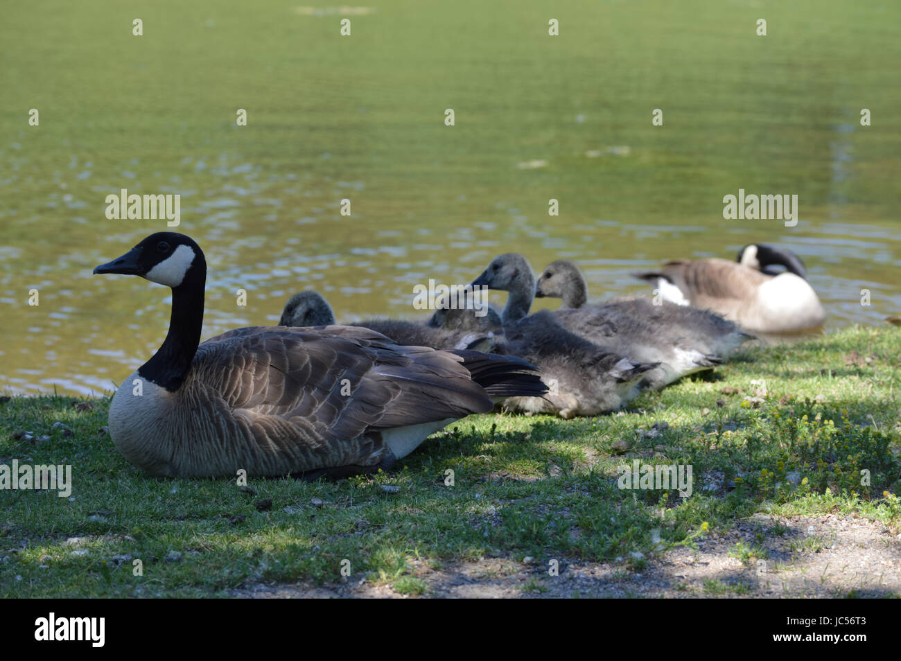White gray geese group hi-res stock photography and images - Alamy