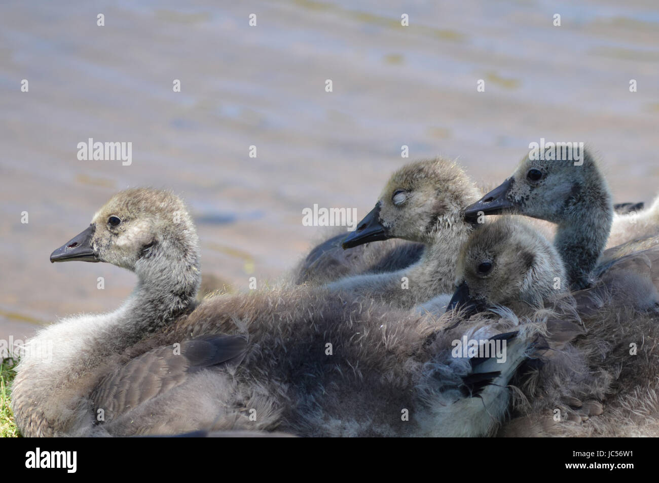 White gray geese group hi-res stock photography and images - Alamy