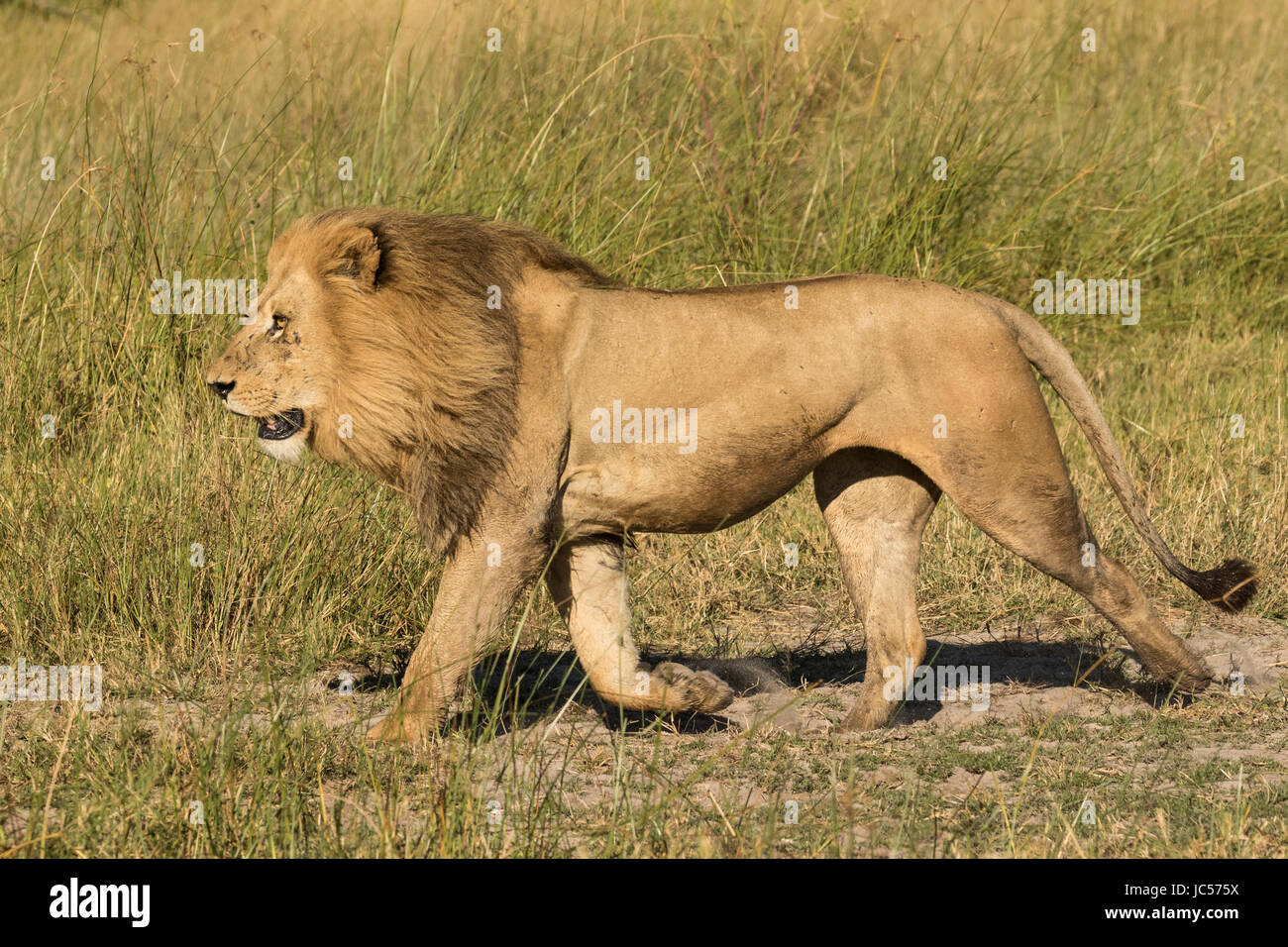 Okavango delta lion pride hi-res stock photography and images - Alamy