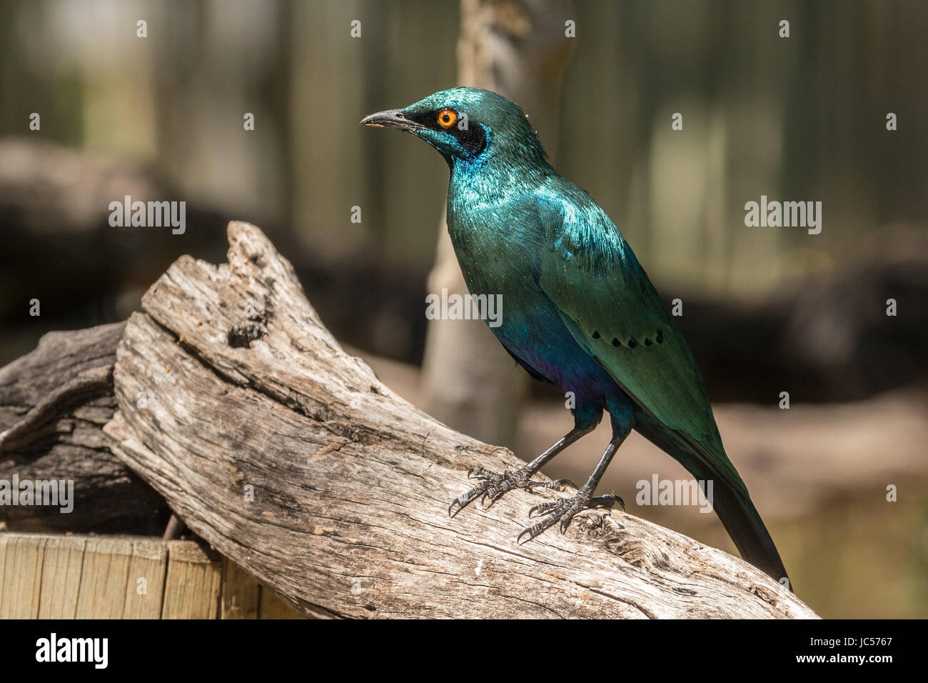 Greater blue-eared starling Stock Photo - Alamy