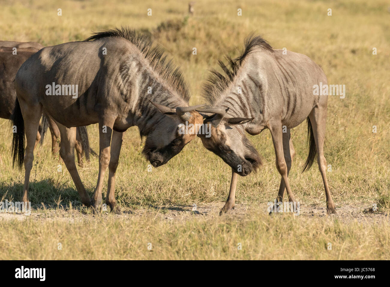 Wildebeest males hi-res stock photography and images - Alamy