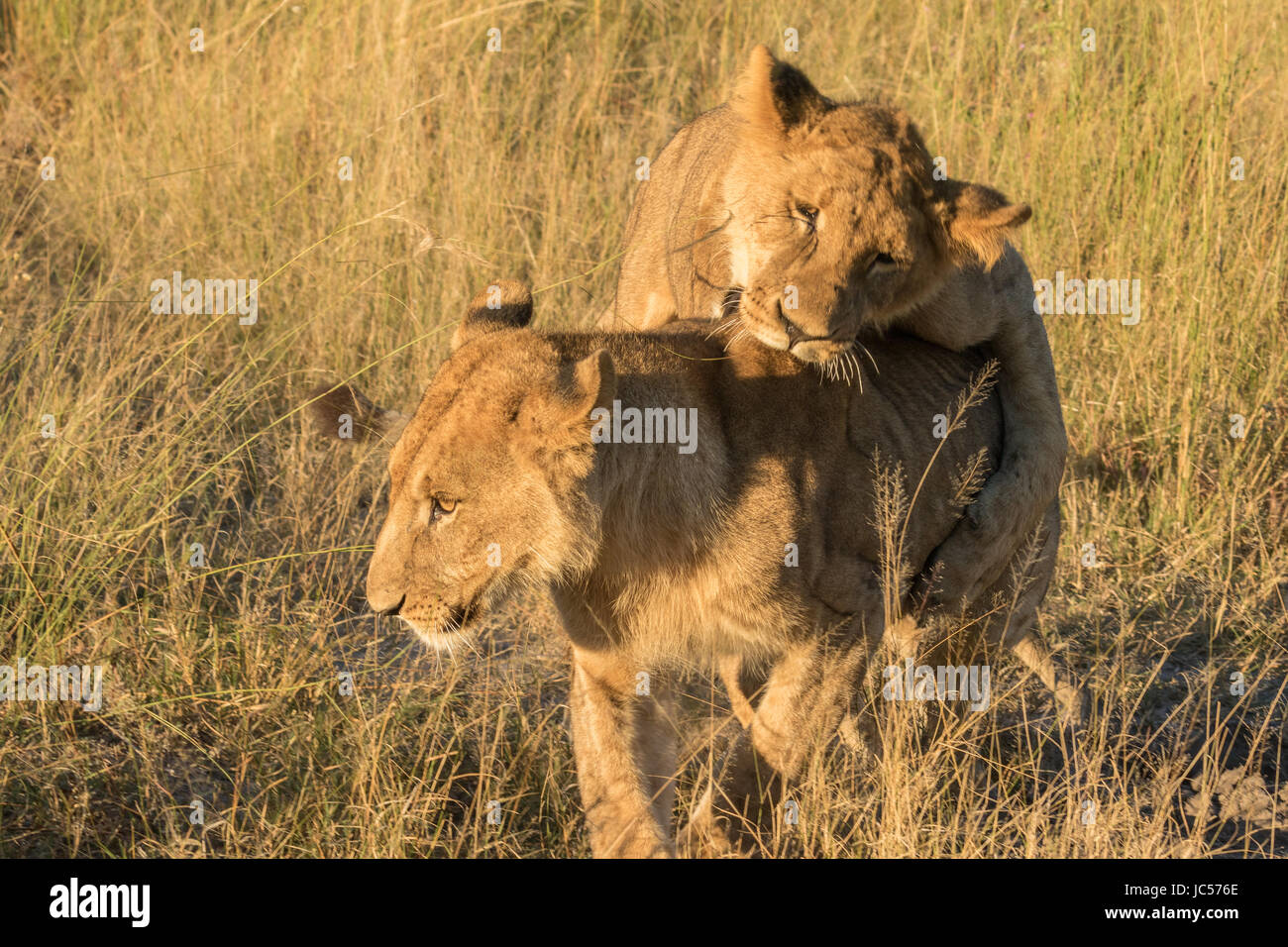Young lions hi-res stock photography and images - Alamy