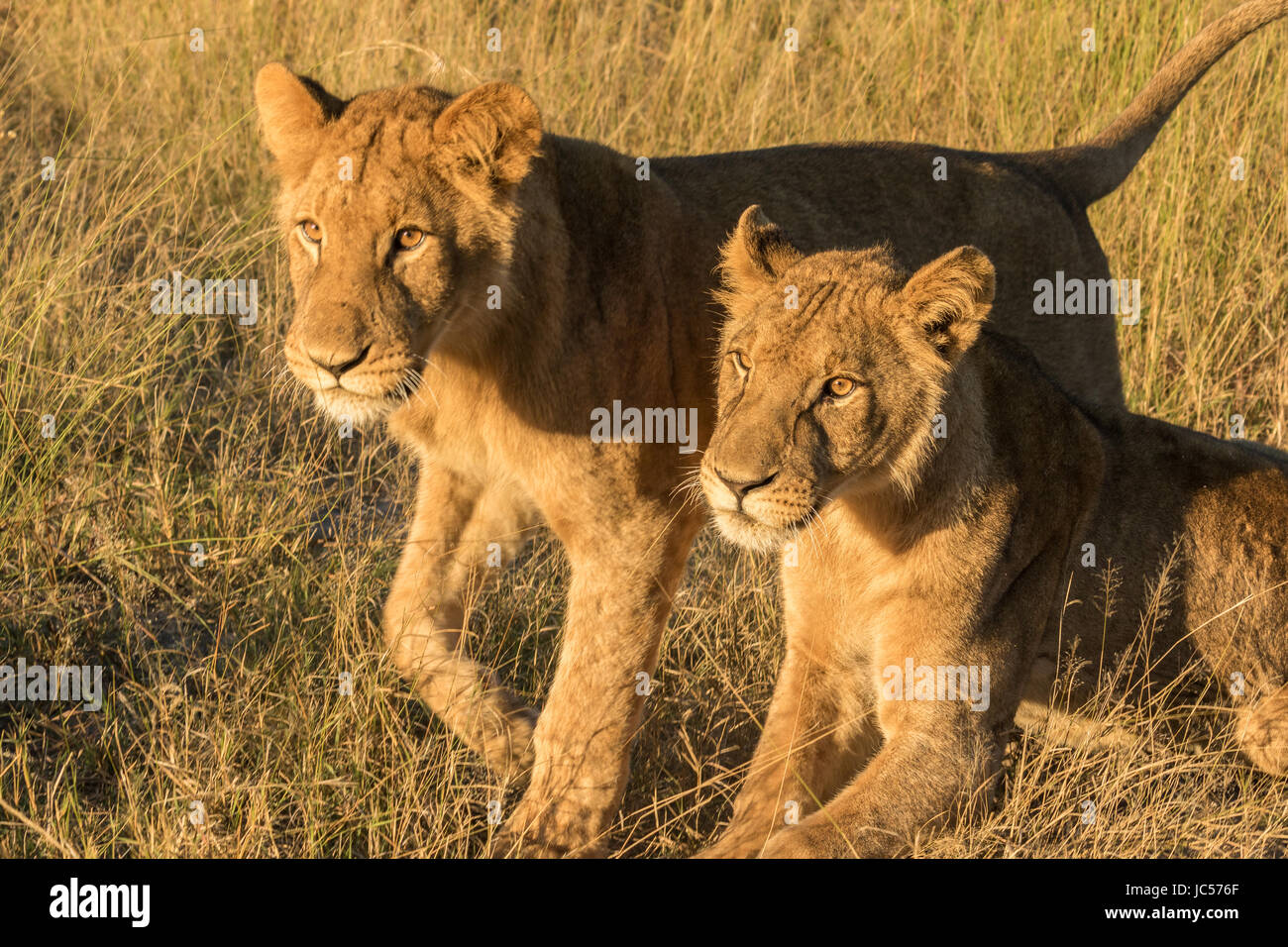 Lion brothers hi-res stock photography and images - Alamy Lion brothers hi-res stock photography and images - Alamy