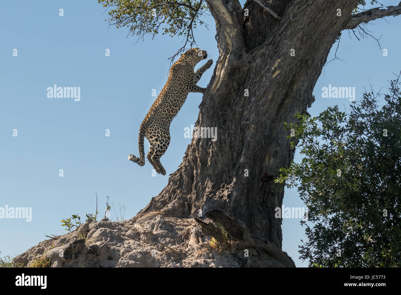 Leopard jumping tree hi-res stock photography and images - Alamy