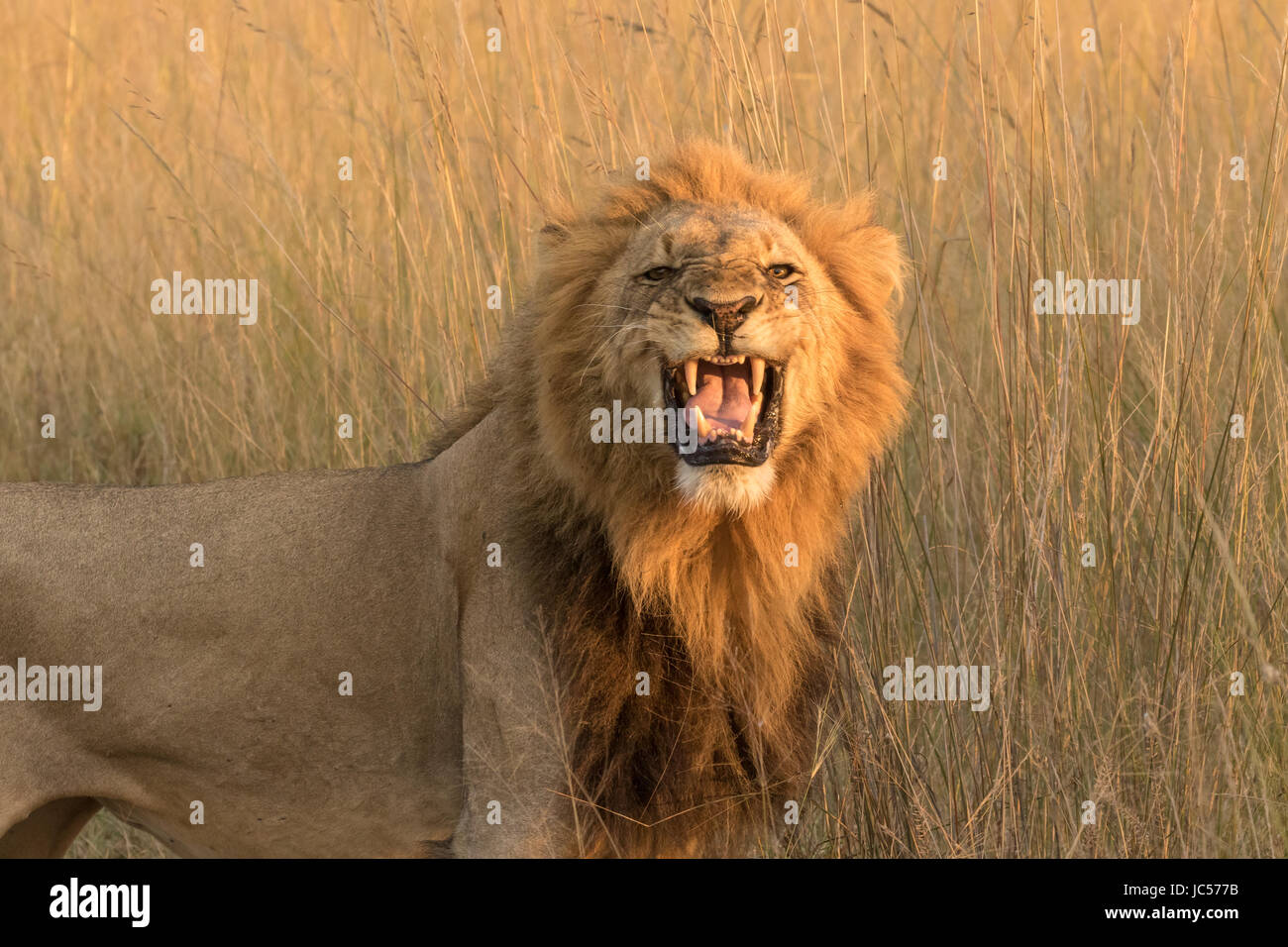 Lion sniffing air panthera leo hi-res stock photography and images - Alamy