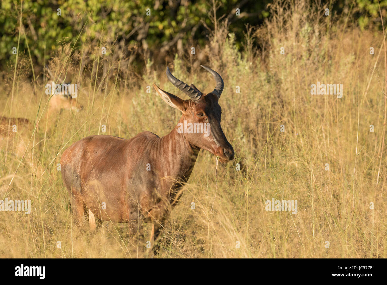Tsessebe hi-res stock photography and images - Alamy