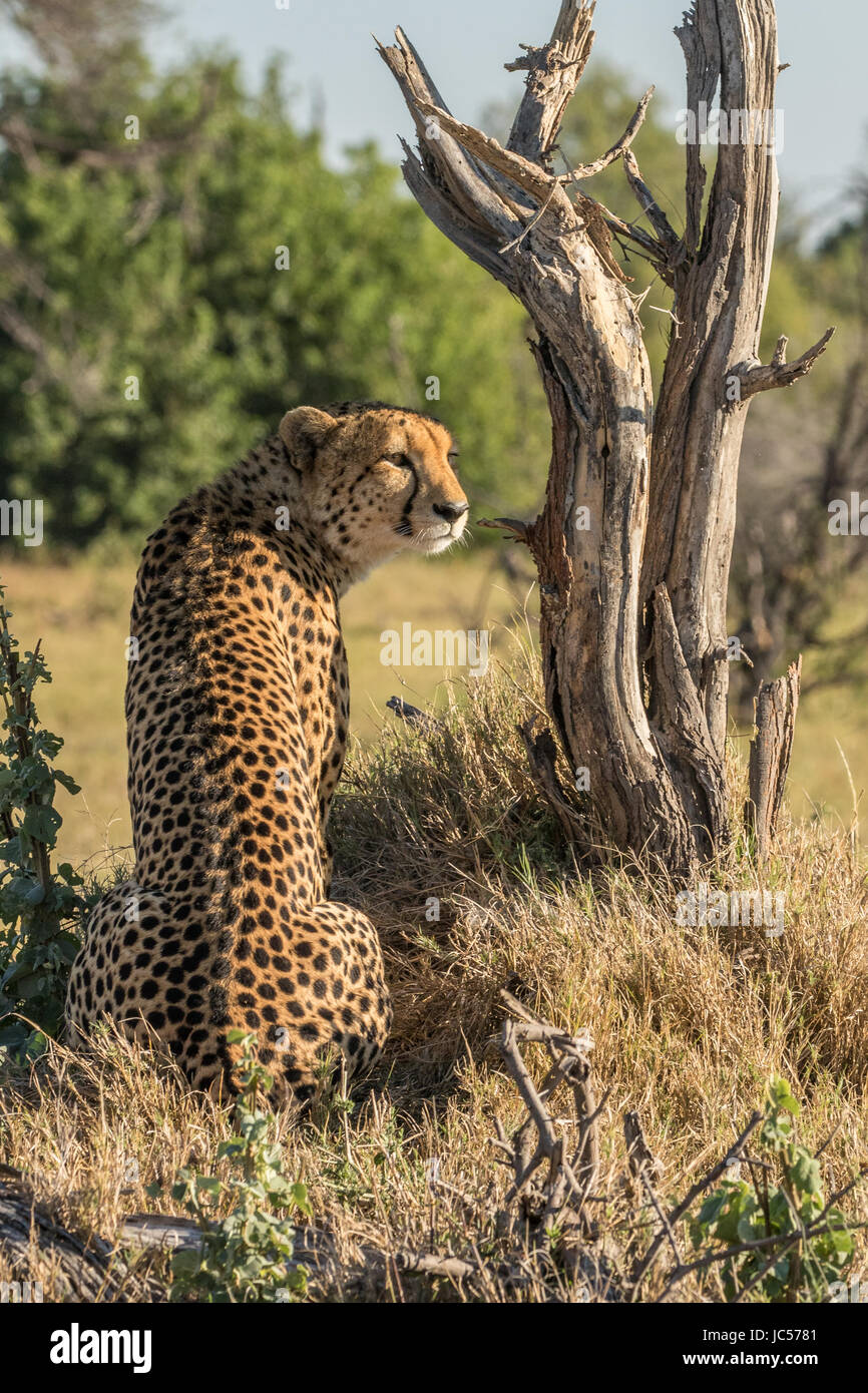 Sitting cheetah hi-res stock photography and images - Alamy