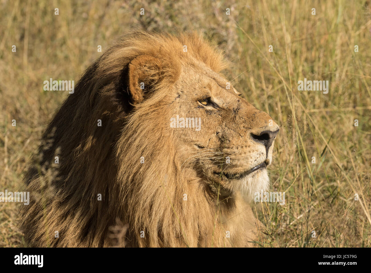 Resting lion hi-res stock photography and images - Alamy