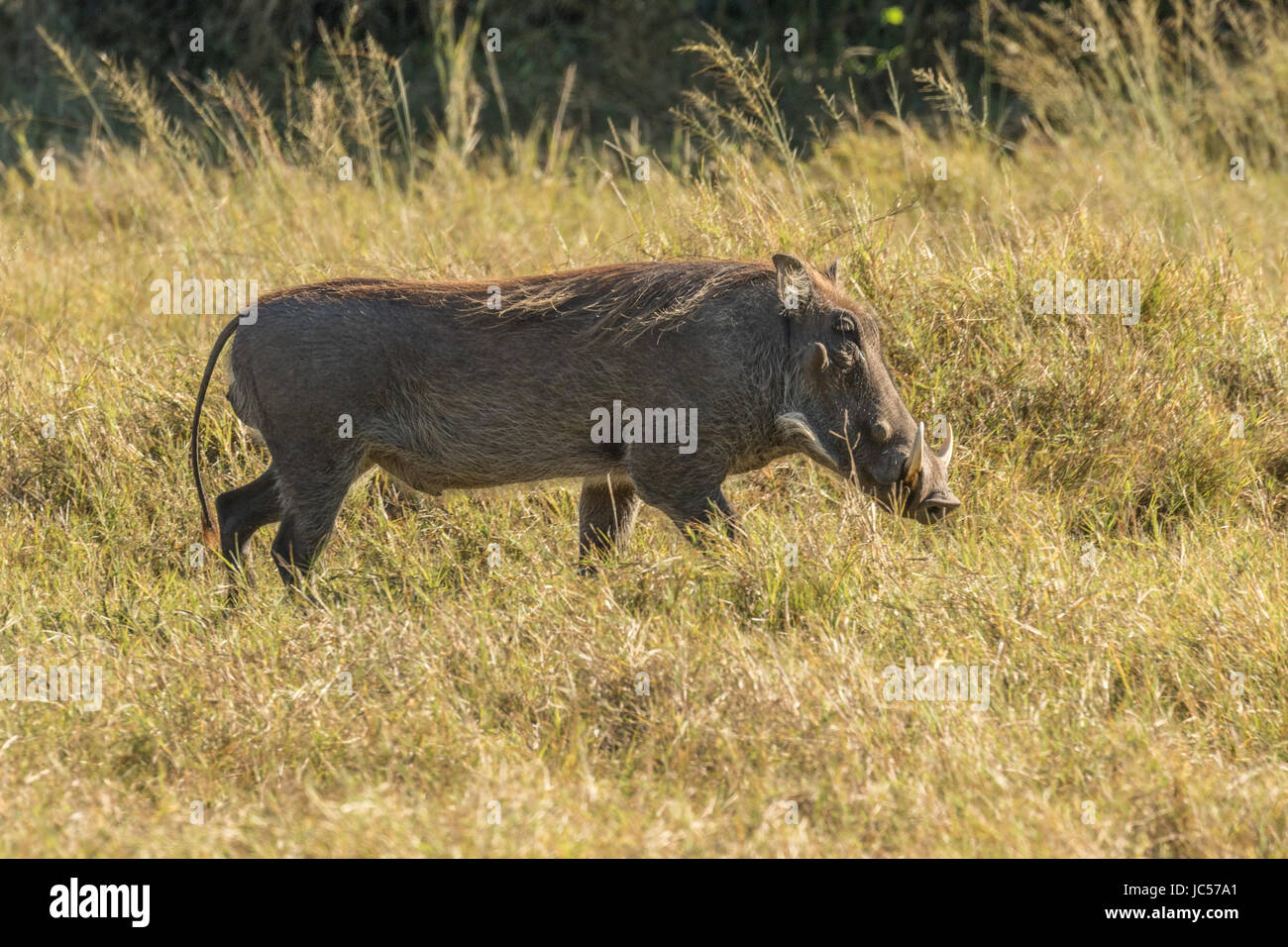 Male warthog hi-res stock photography and images - Alamy