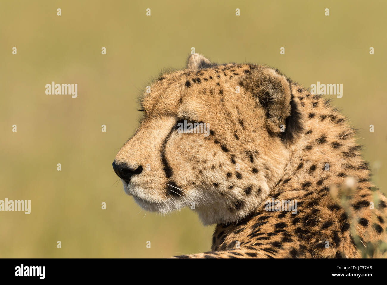 Cheetah profile hi-res stock photography and images - Alamy