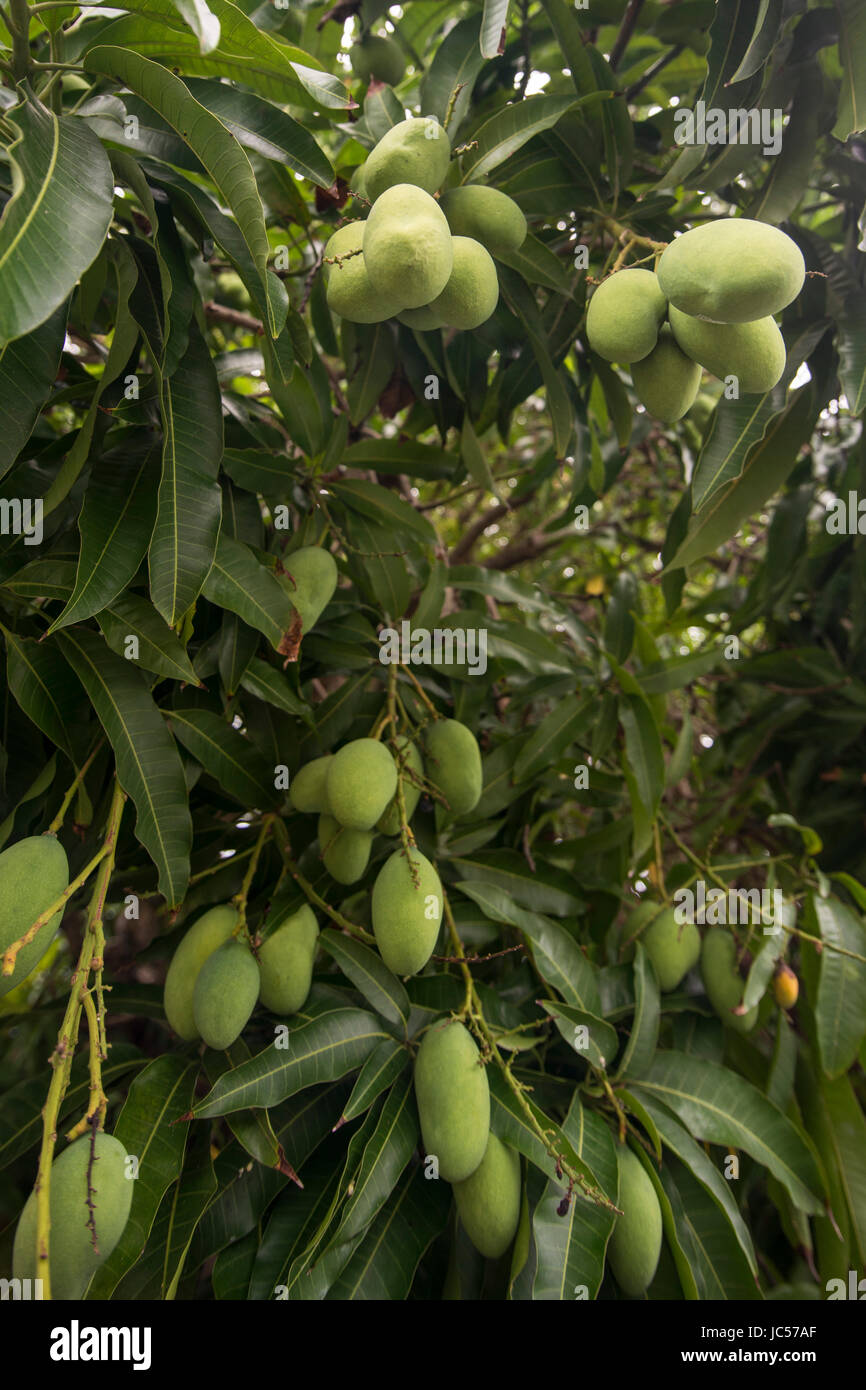 Mango texture hi-res stock photography and images - Alamy