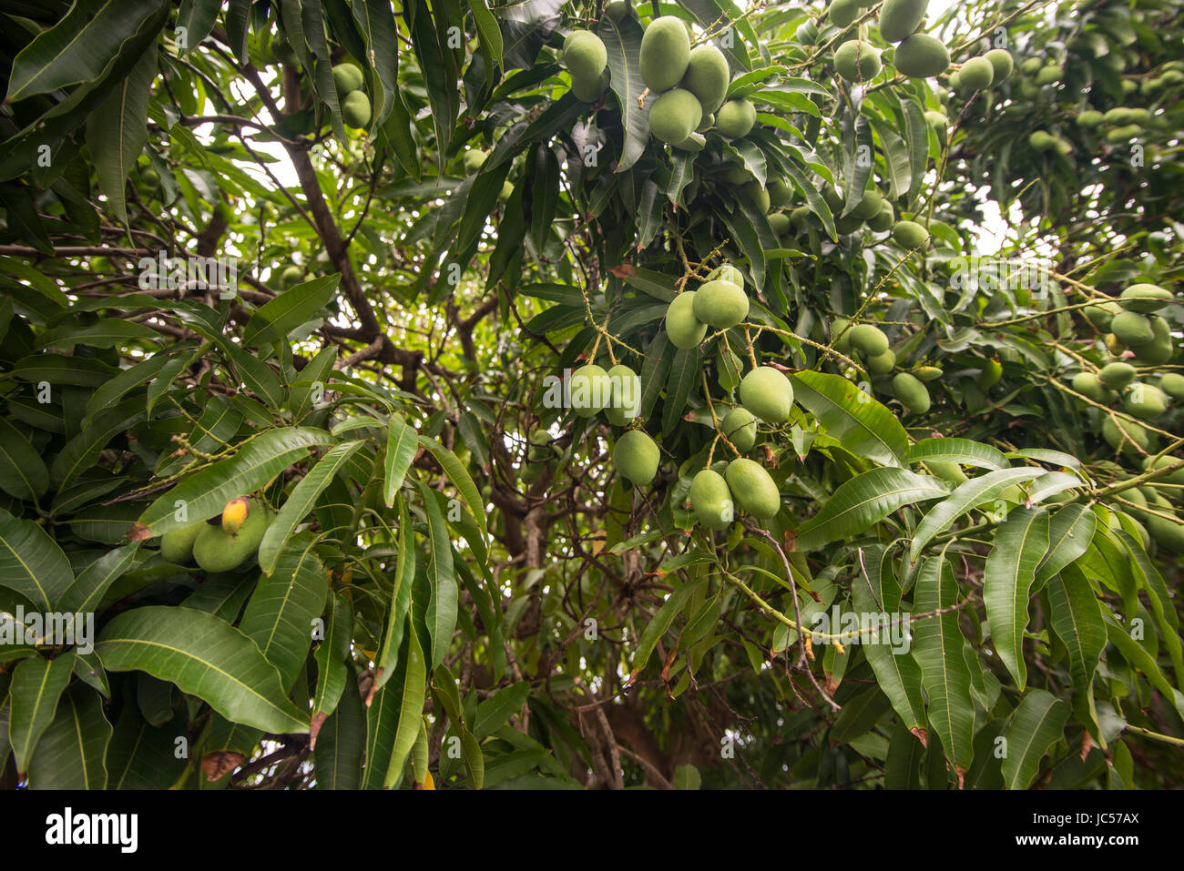 Mango texture hi-res stock photography and images - Alamy