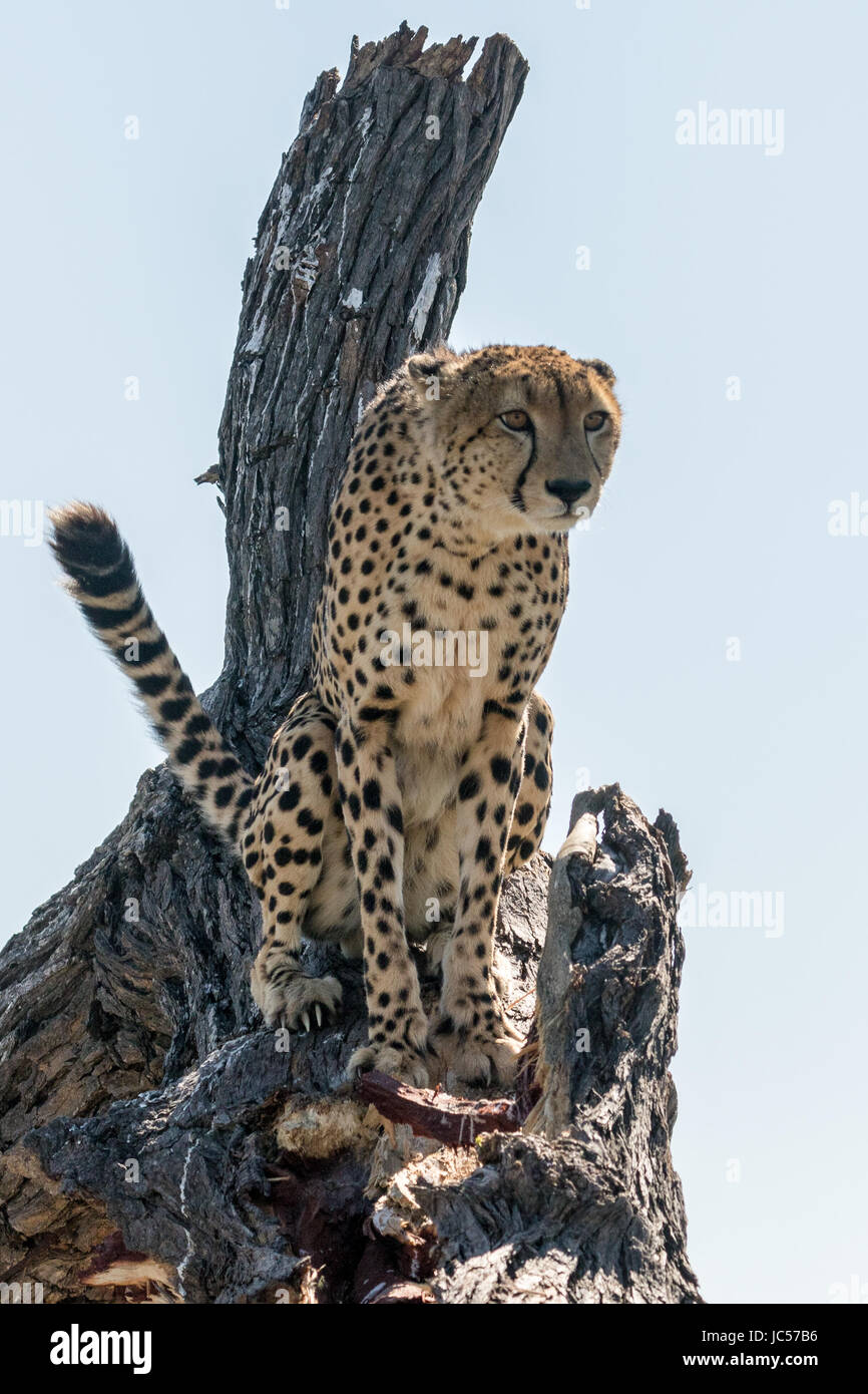 Cheetah in tree hi-res stock photography and images - Alamy