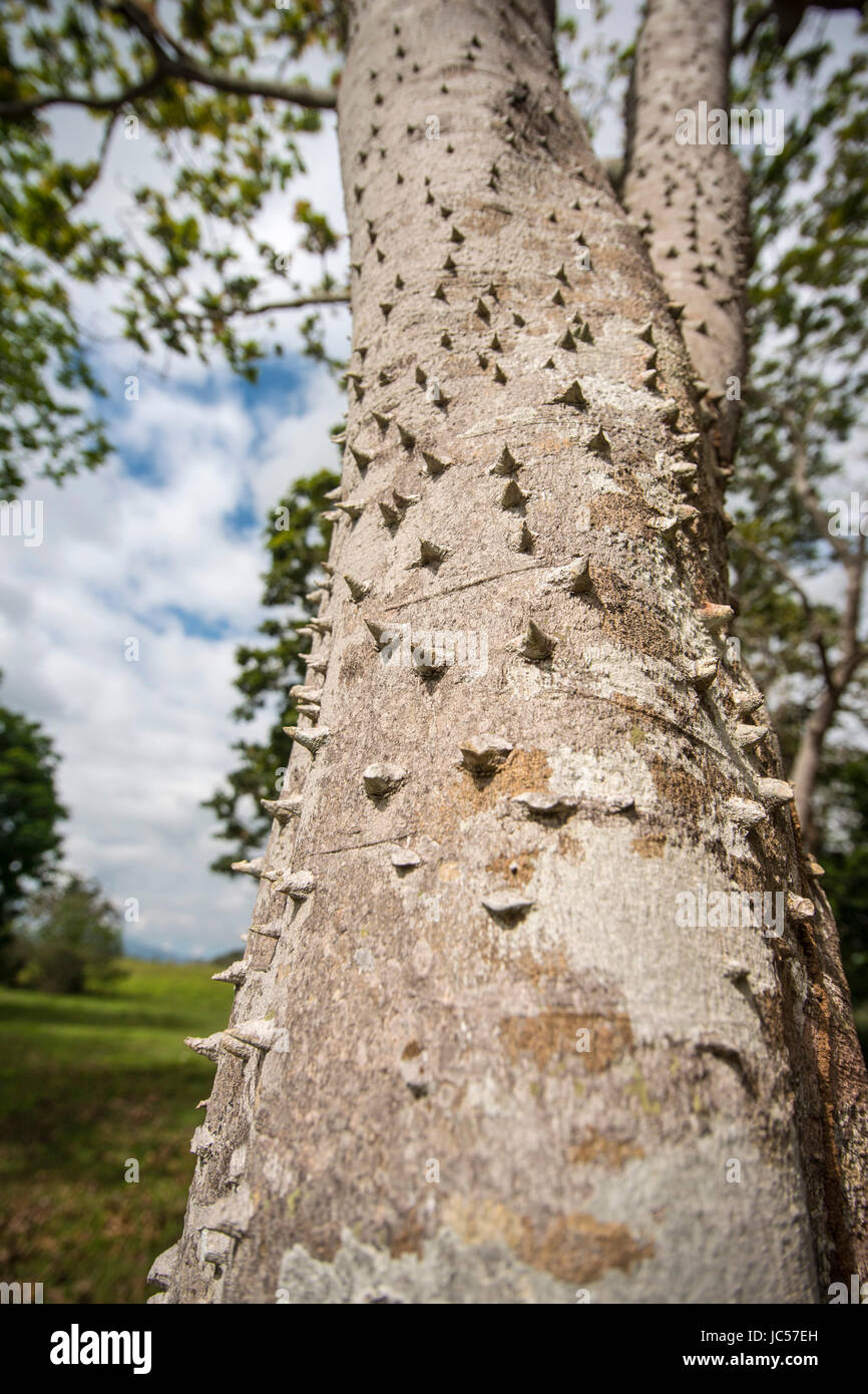 Tree trunk thorns hi-res stock photography and images - Alamy