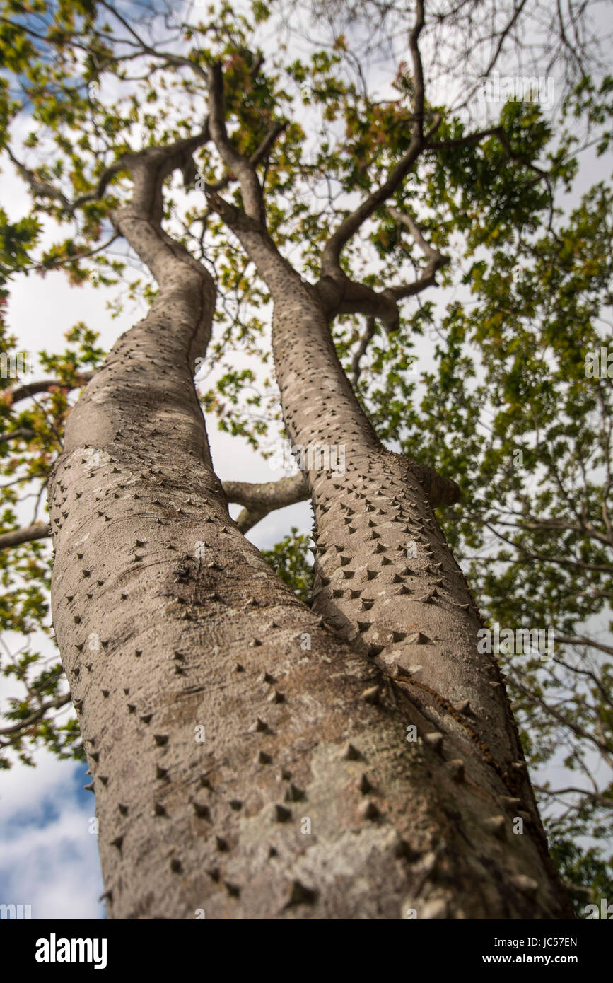 Field Spikes Tree Landscape
