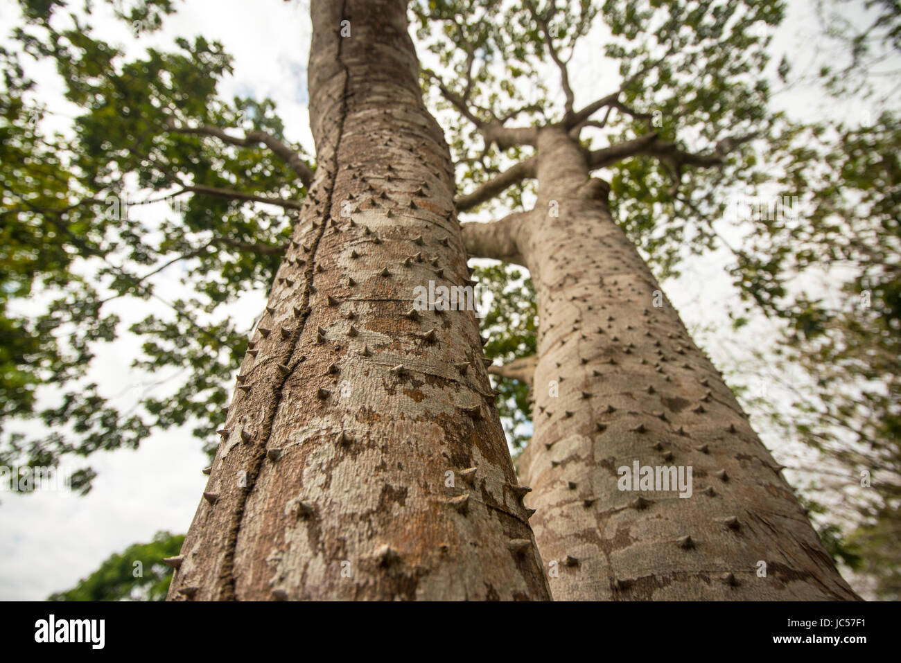 Tree with thorns hi-res stock photography and images - Alamy