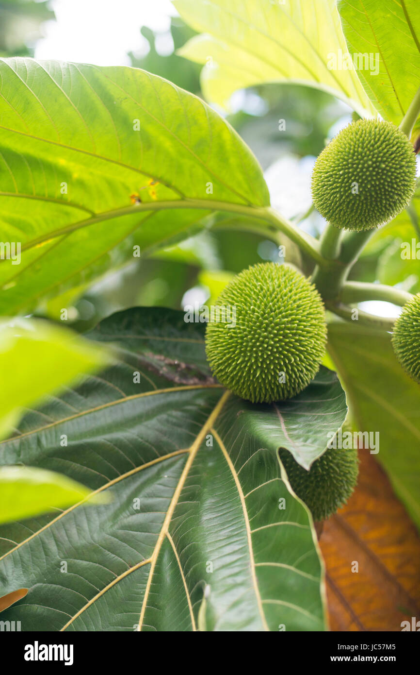 Fruit breadfruit hi-res stock photography and images - Alamy