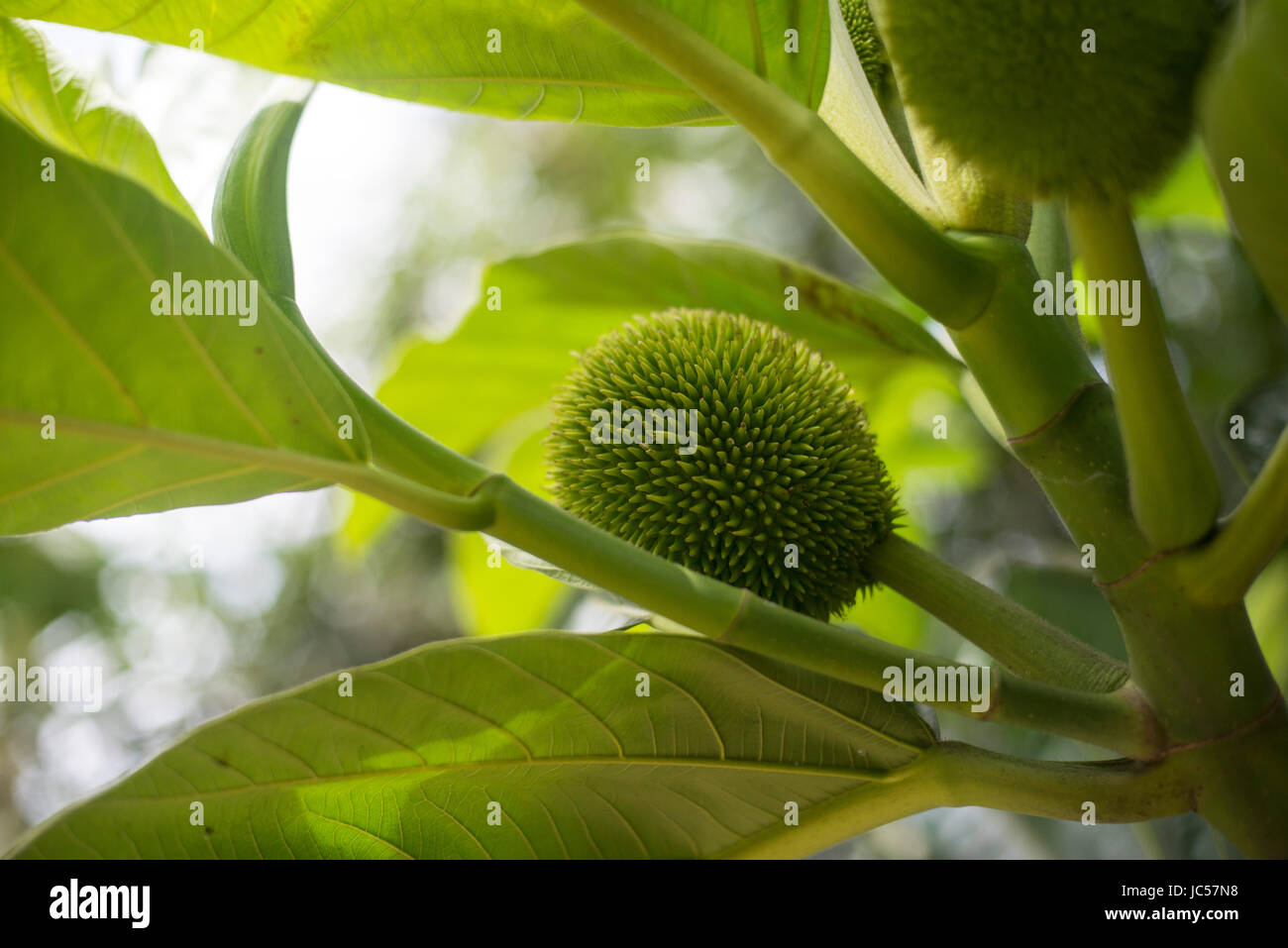 Fruit breadfruit hi-res stock photography and images - Alamy