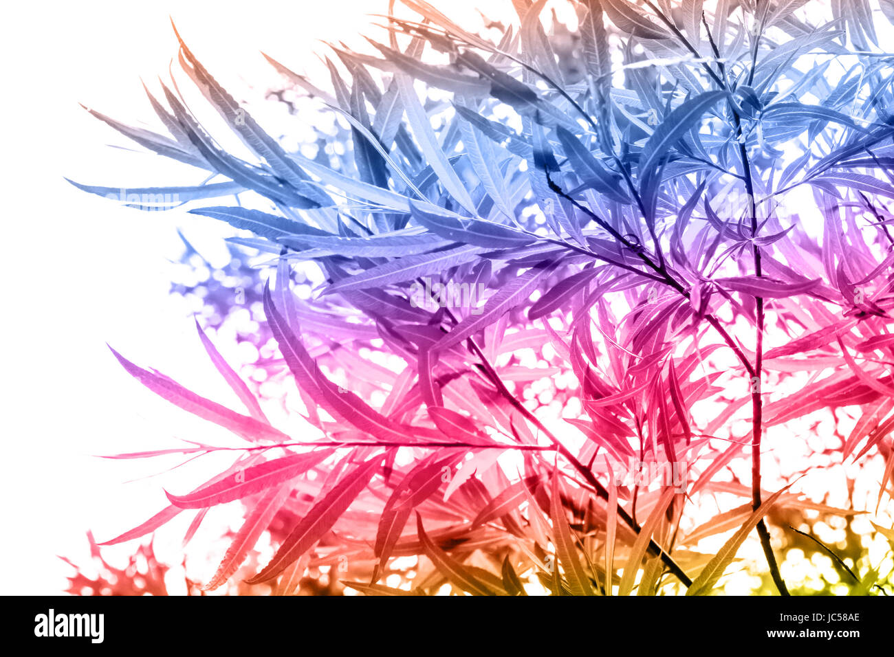 Artistic bamboo hi-res stock photography and images - Alamy