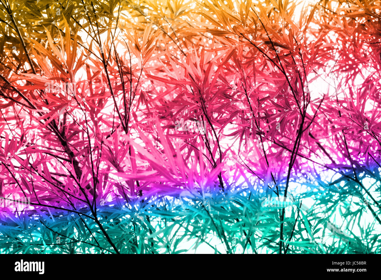 Fresh colorful bamboo pattern hi-res stock photography and images - Alamy