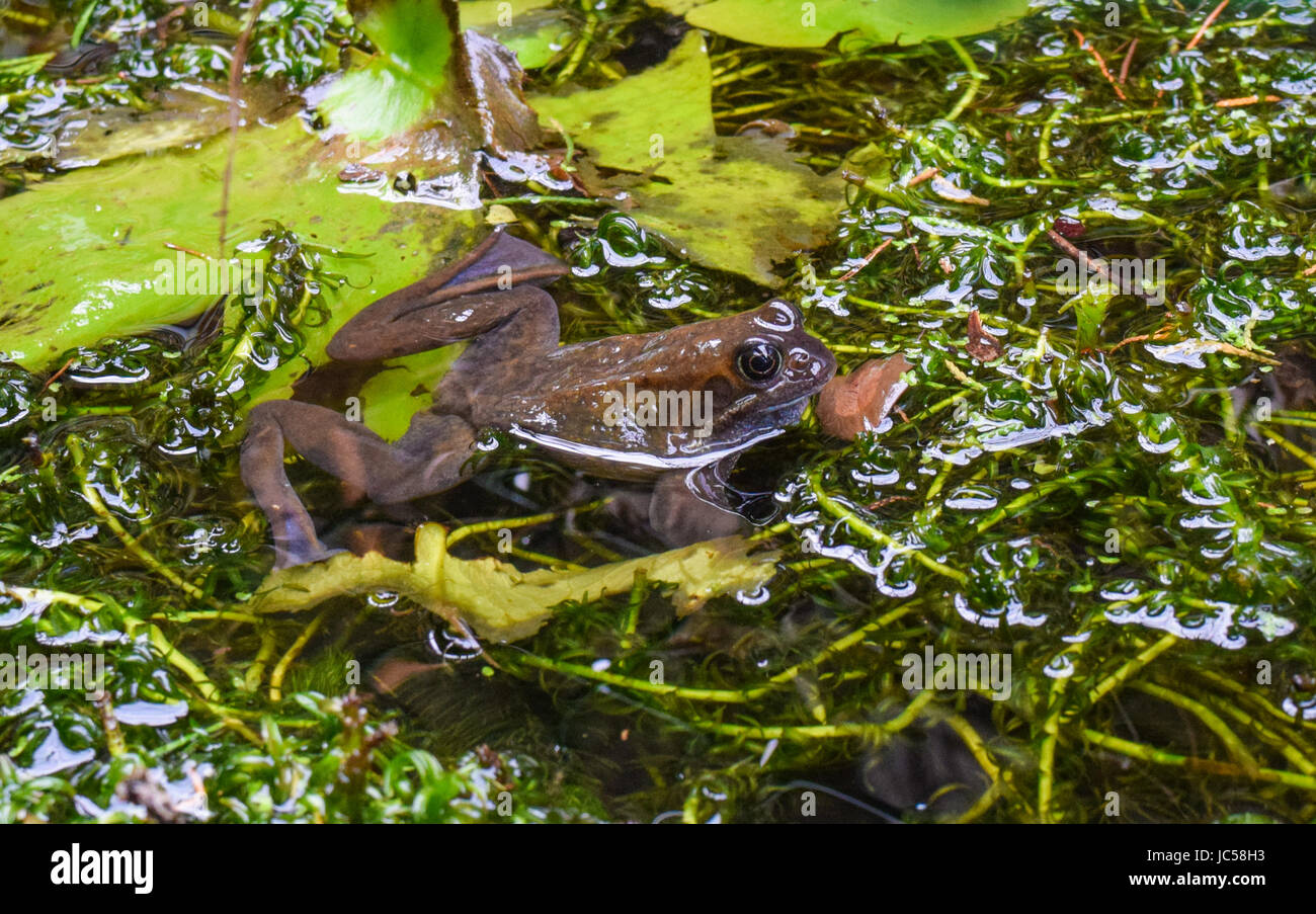 Frog in the spawning pool Stock Photo - Alamy