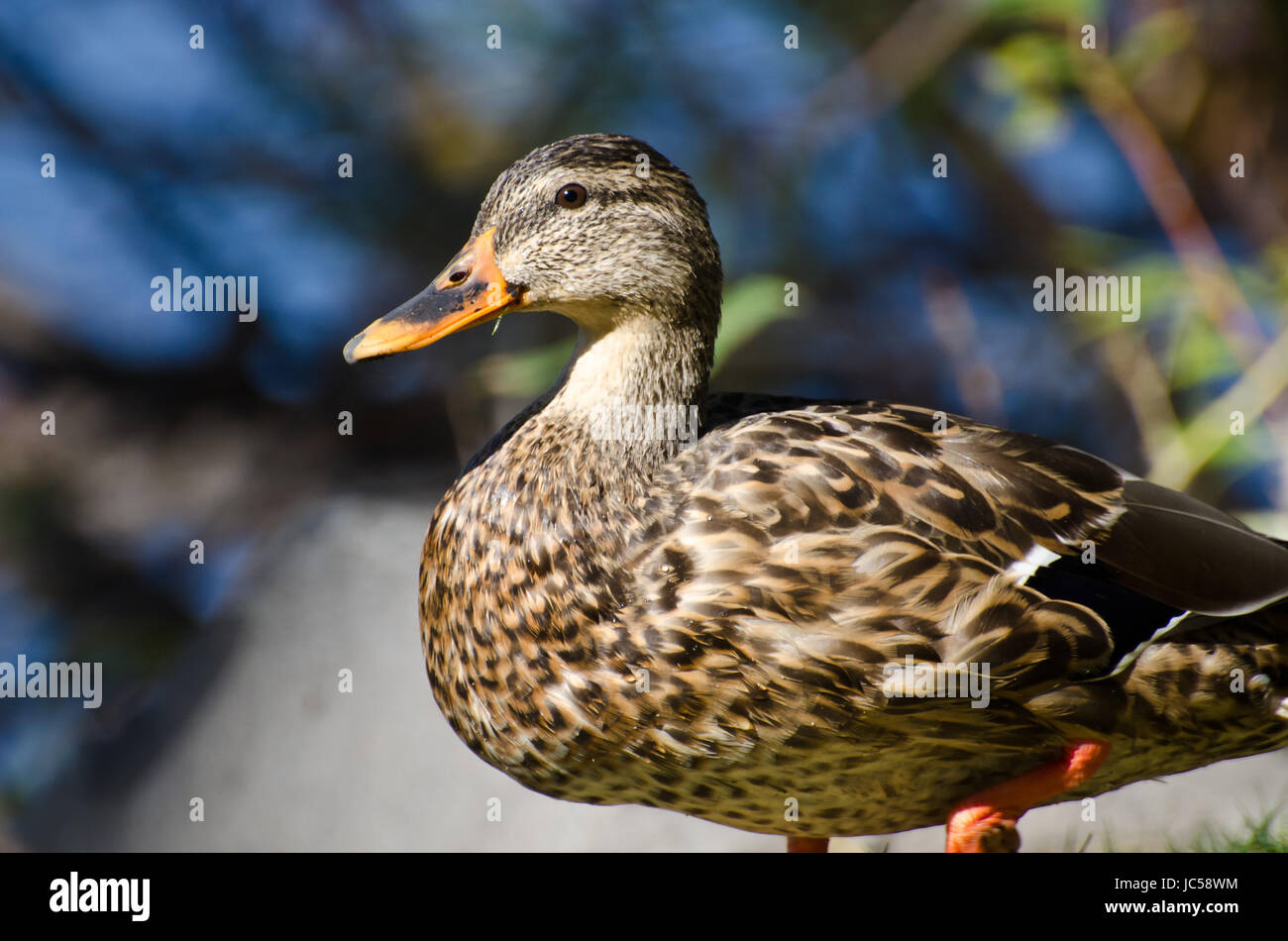 Profile of Female Mallard Duck Stock Photo - Alamy