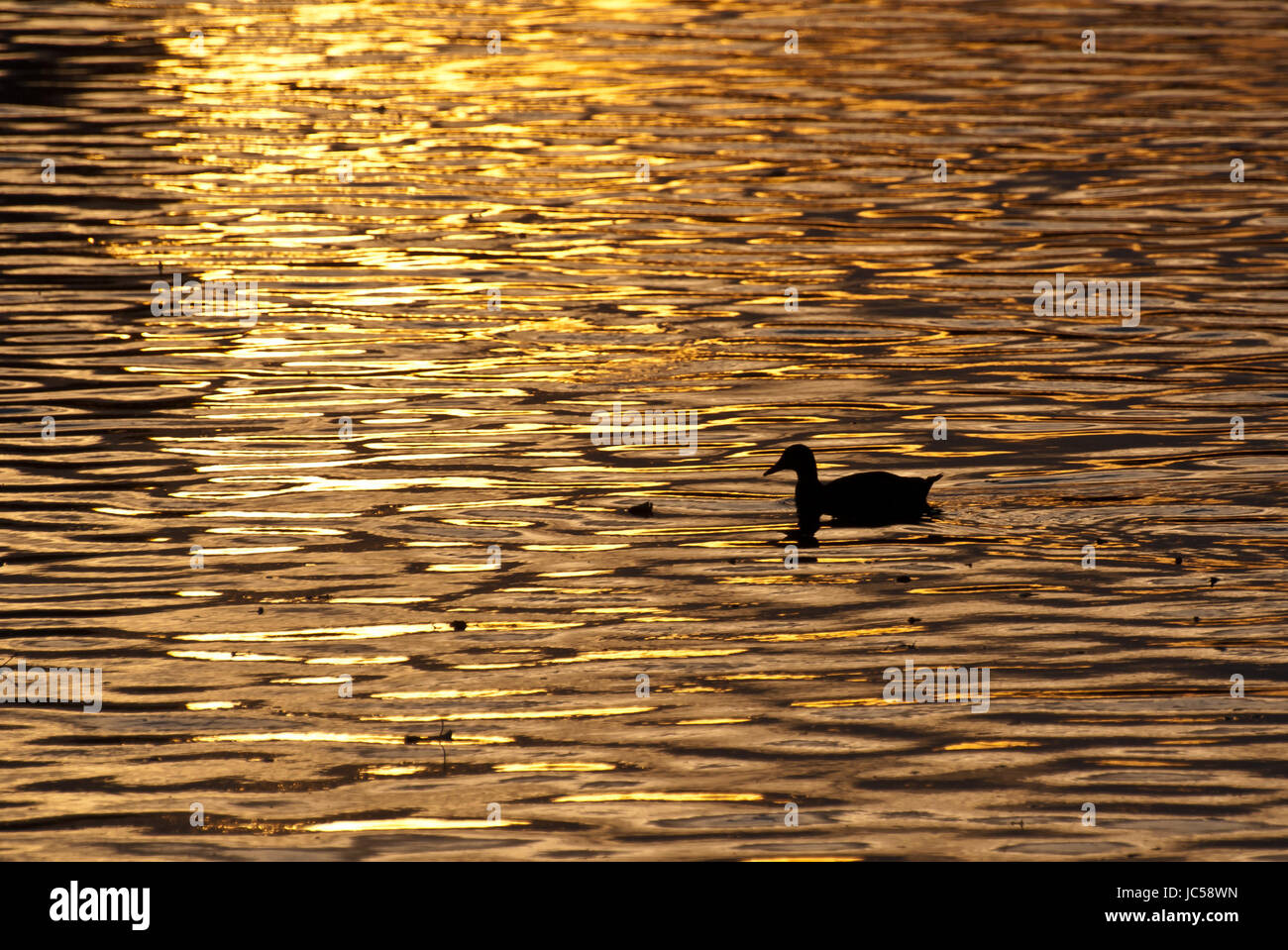 Lone Duck Swimming Across Golden Pond at Sunset Stock Photo - Alamy