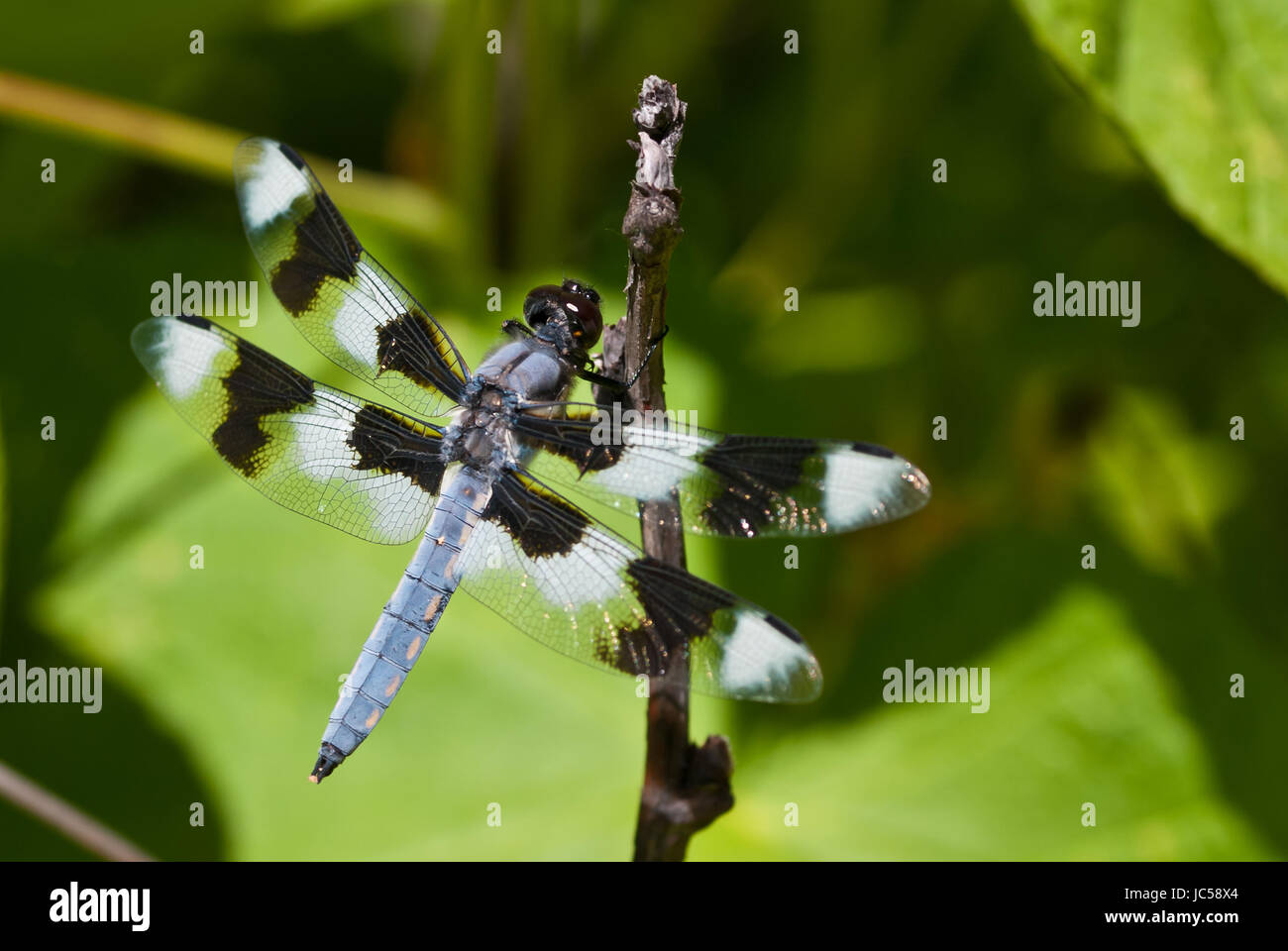 Dragonfly Perched on End of Twig Stock Photo - Alamy