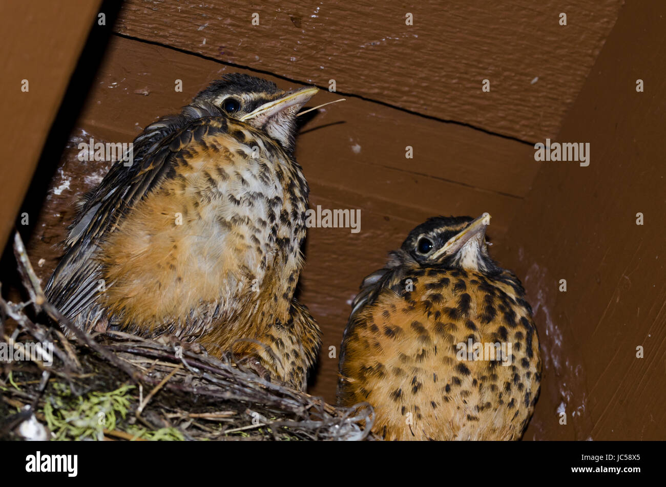 Young Robins in the Nest Stock Photo - Alamy