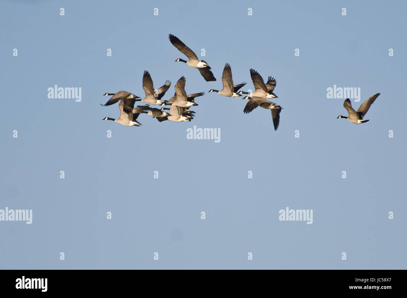 Large Flock of Geese Flying in Blue Sky Stock Photo - Alamy
