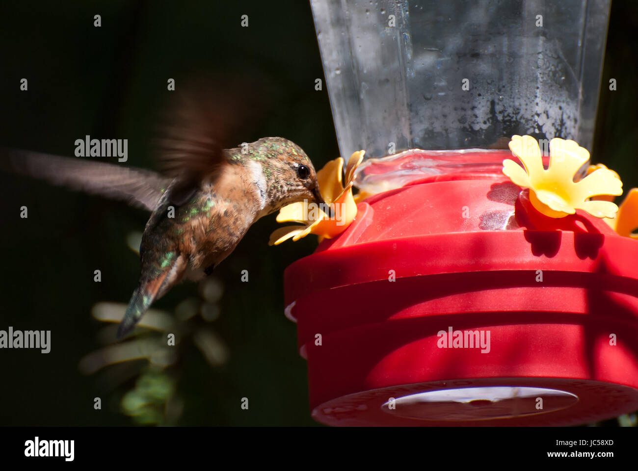 Rufous Hummingbird Drinking From a Feeder Stock Photo - Alamy