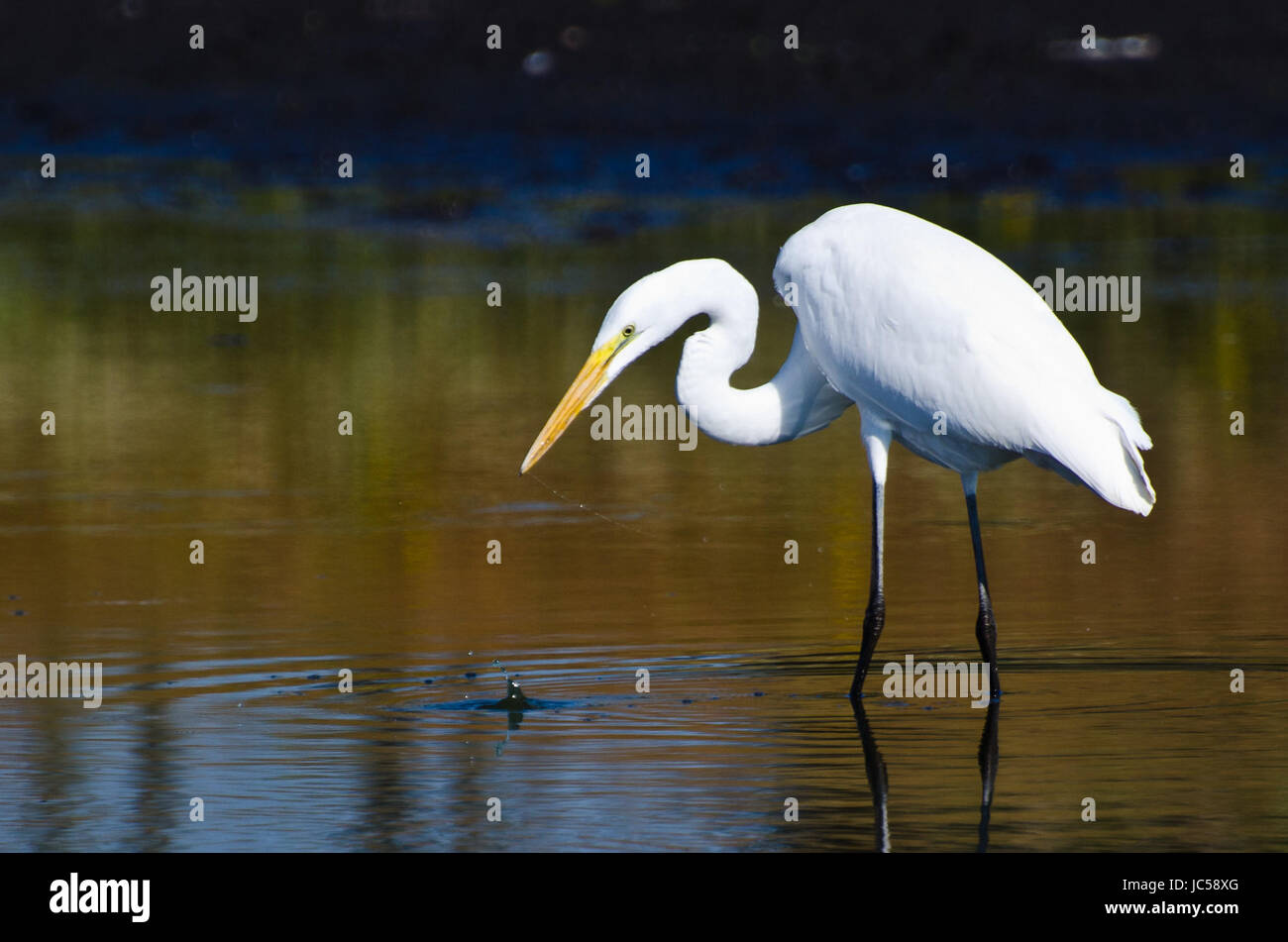 Great Egret Hunting for Fish in Autumn Stock Photo - Alamy