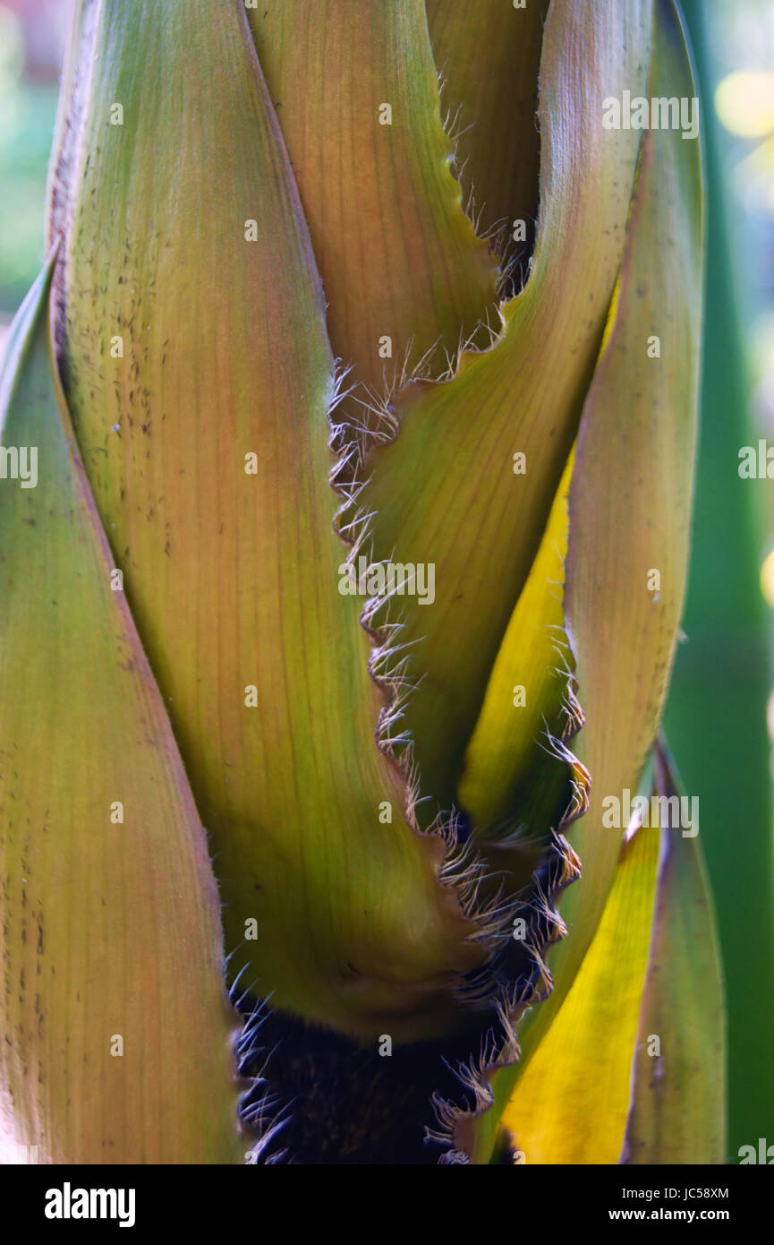 Close up of bamboo tree plant top Stock Photo - Alamy