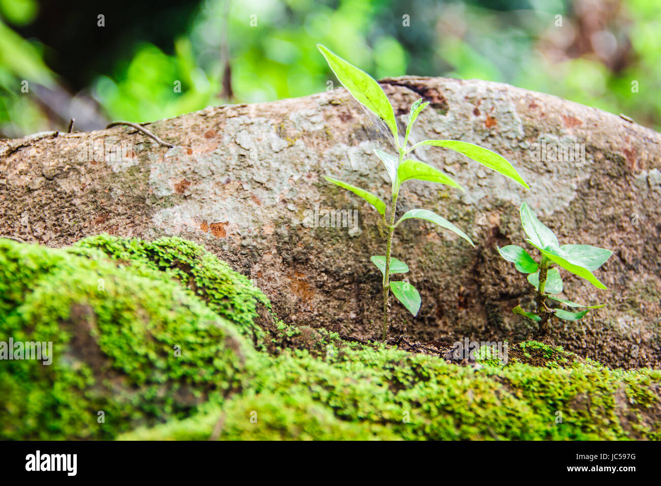 Plants natural origins hi-res stock photography and images - Alamy