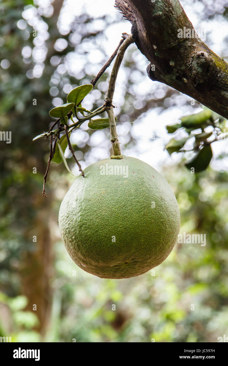 green pomelo growing in an orchard Stock Photo - Alamy