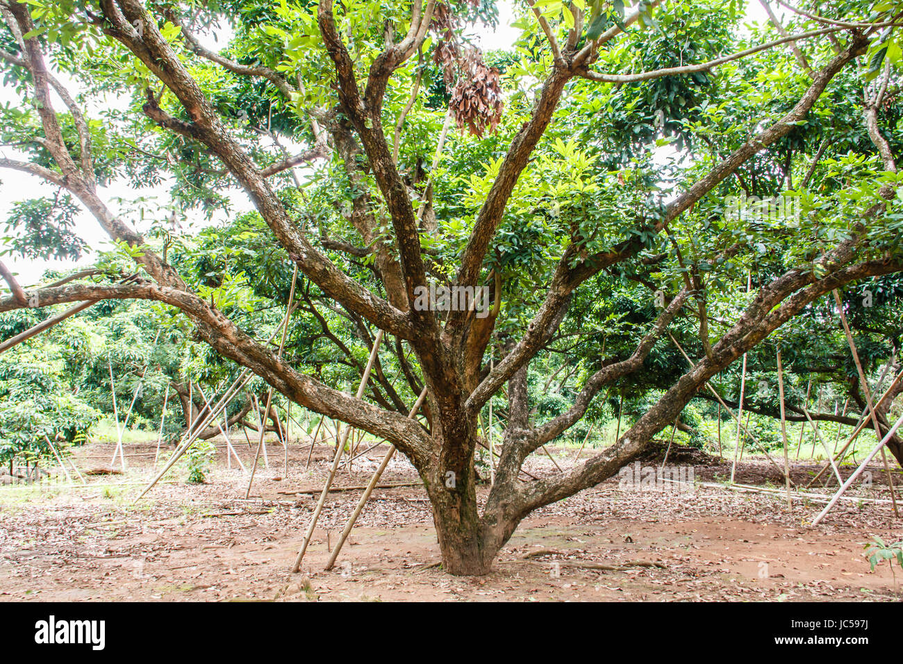 Longan trees hi-res stock photography and images - Alamy