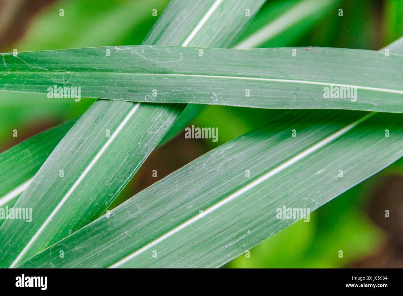 Green grass leaf, background Stock Photo - Alamy